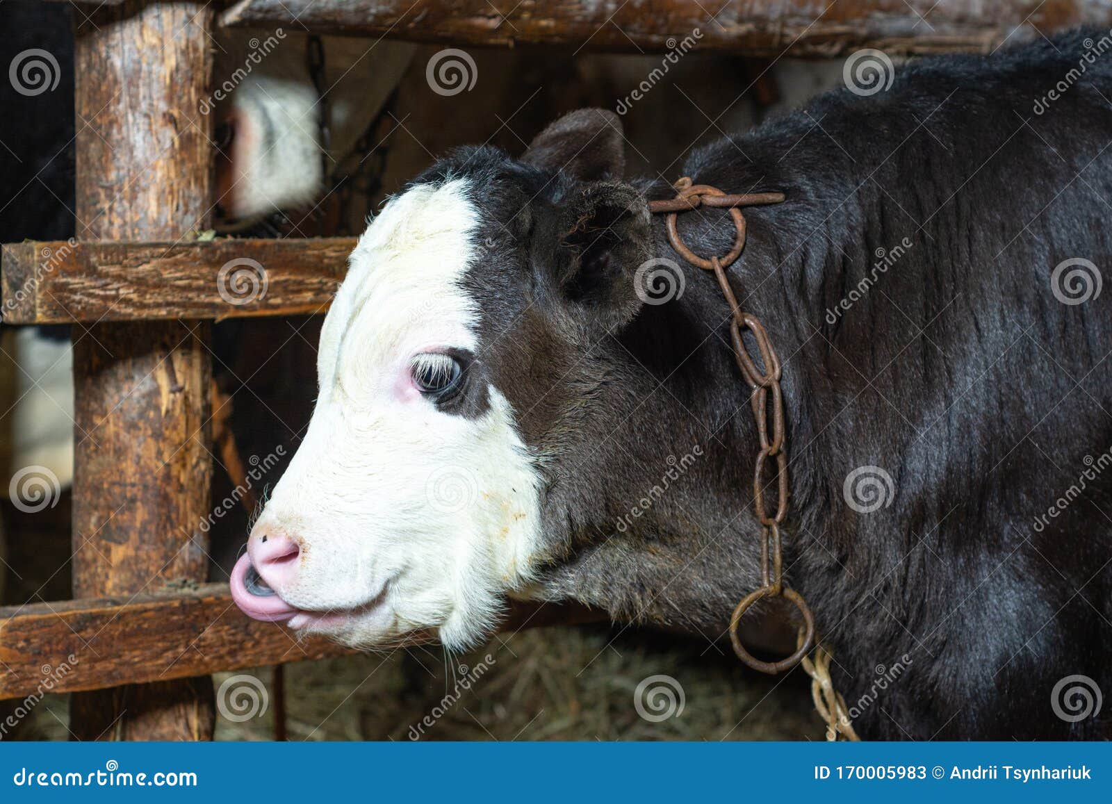 Kleine Kalb Der Junge in Einer Scheune Mit Einer Kuh Stockbild - Bild ...