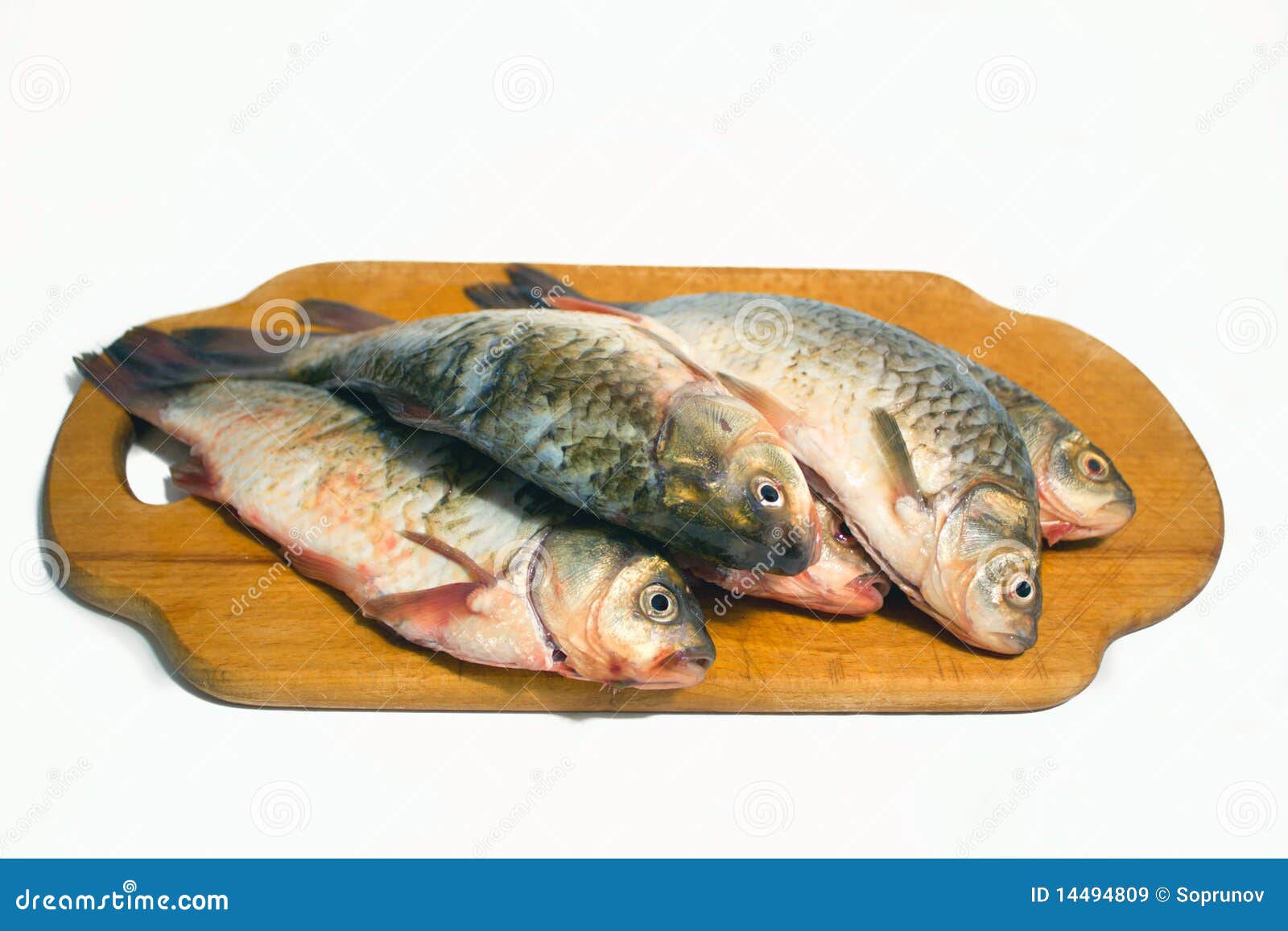 Kleine karper; stock afbeelding. Image of vissen, klein - 14494809