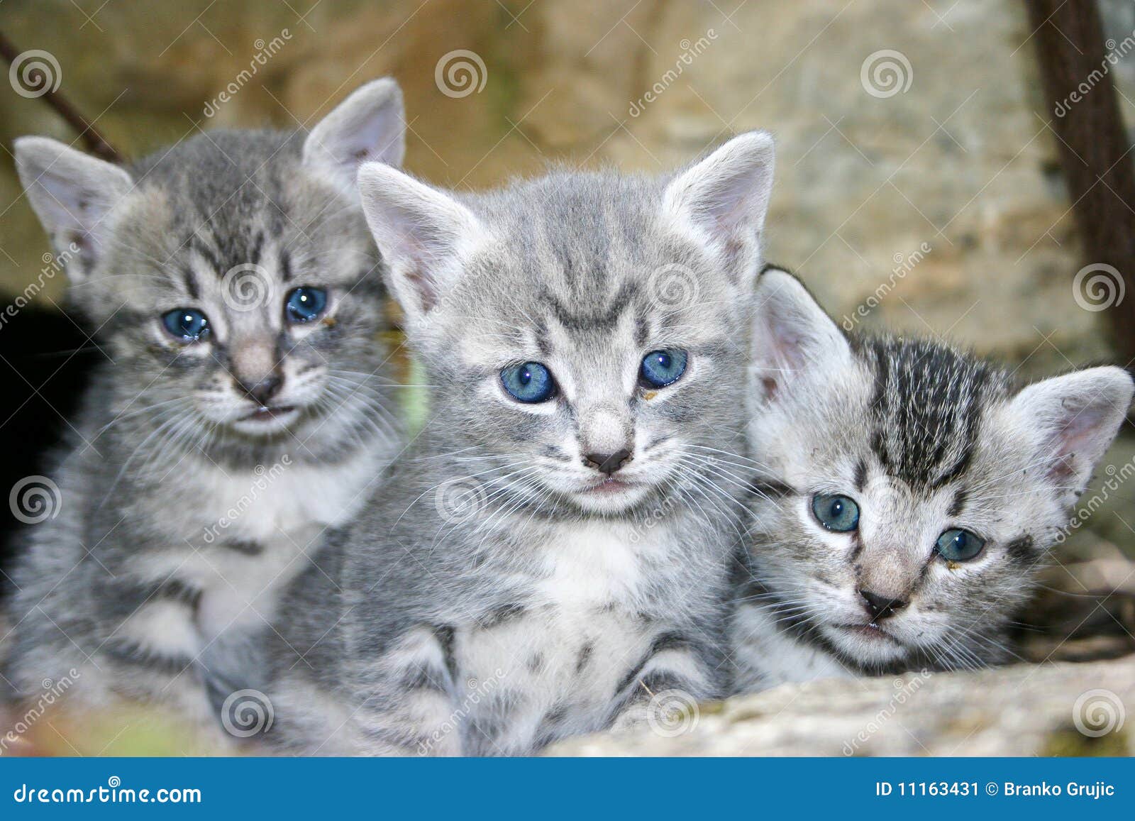 Kleine katten stock afbeelding. Image of binnenlands - 11163431