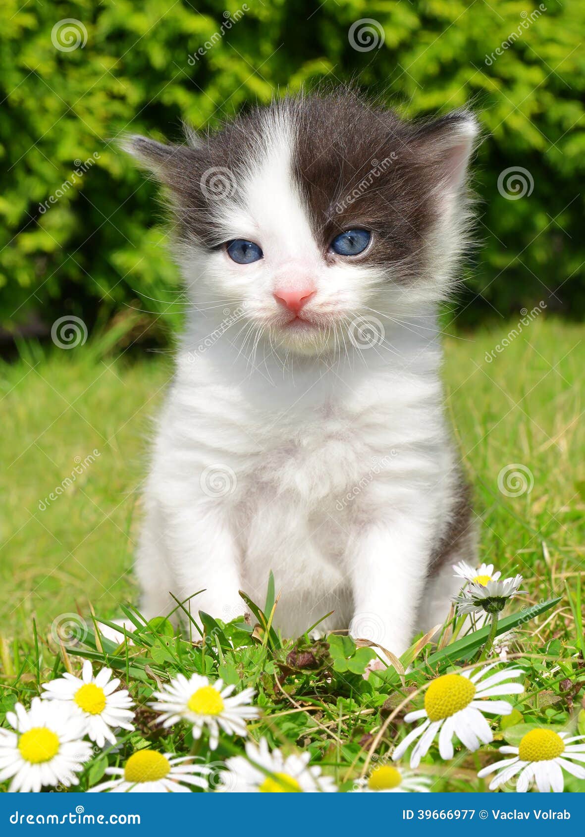 Kleine Katze stockbild. Bild von gras, nave, feld, haltung - 39666977