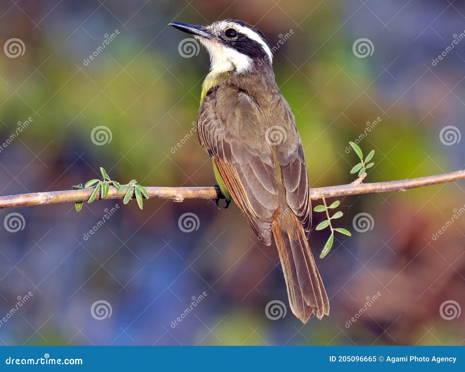 Kleine Kiskadie, Lesser Kiskadee, Pitangus Lictor Stock Image - Image ...