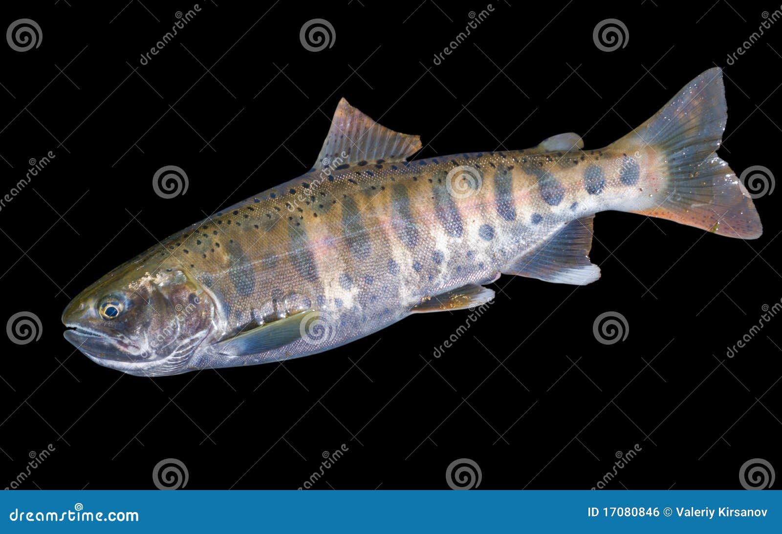 Kleine Lachse 6 stockfoto. Bild von meeresfrüchte, wasser - 17080846