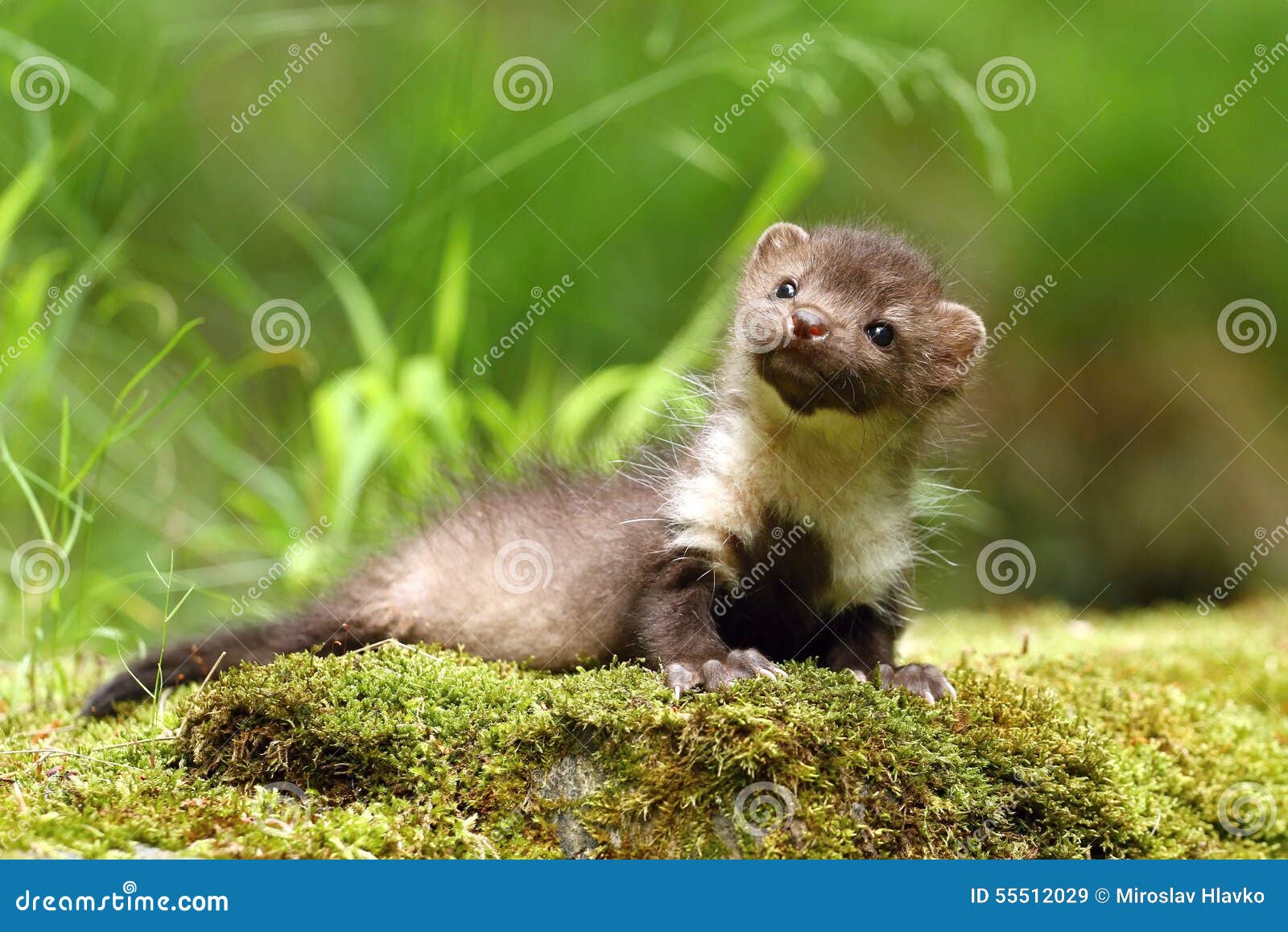 Kleine marter stock afbeelding. Image of klein, weinig - 55512029
