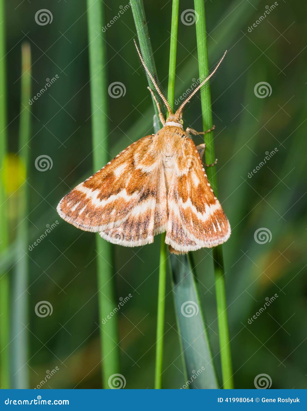 Kleine Motte stockfoto. Bild von haarig, hell, antenne - 41998064