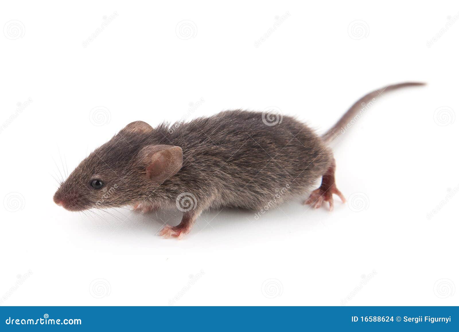 Kleine muis stock foto. Image of zwart, leuk, boete, nave - 16588624