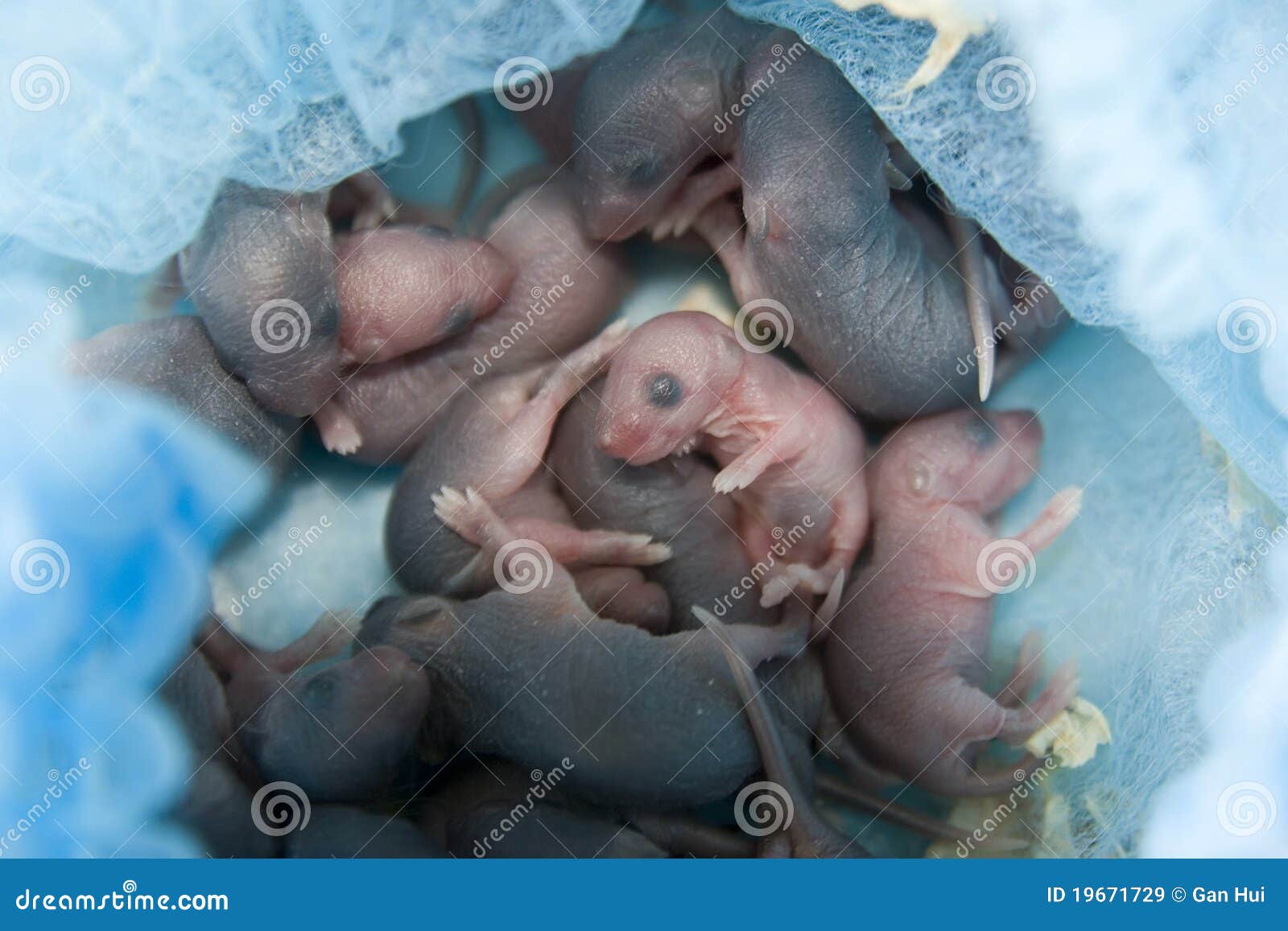 Kleine muizen stock afbeelding. Image of stomme, rechts - 19671729