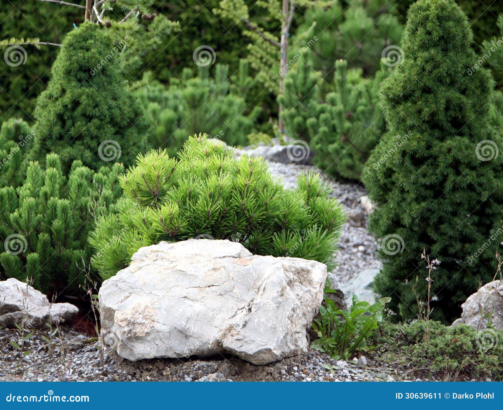 Kleine Naaldbomen Op De Rotstuin Stock Afbeelding - Image of naaldboom ...