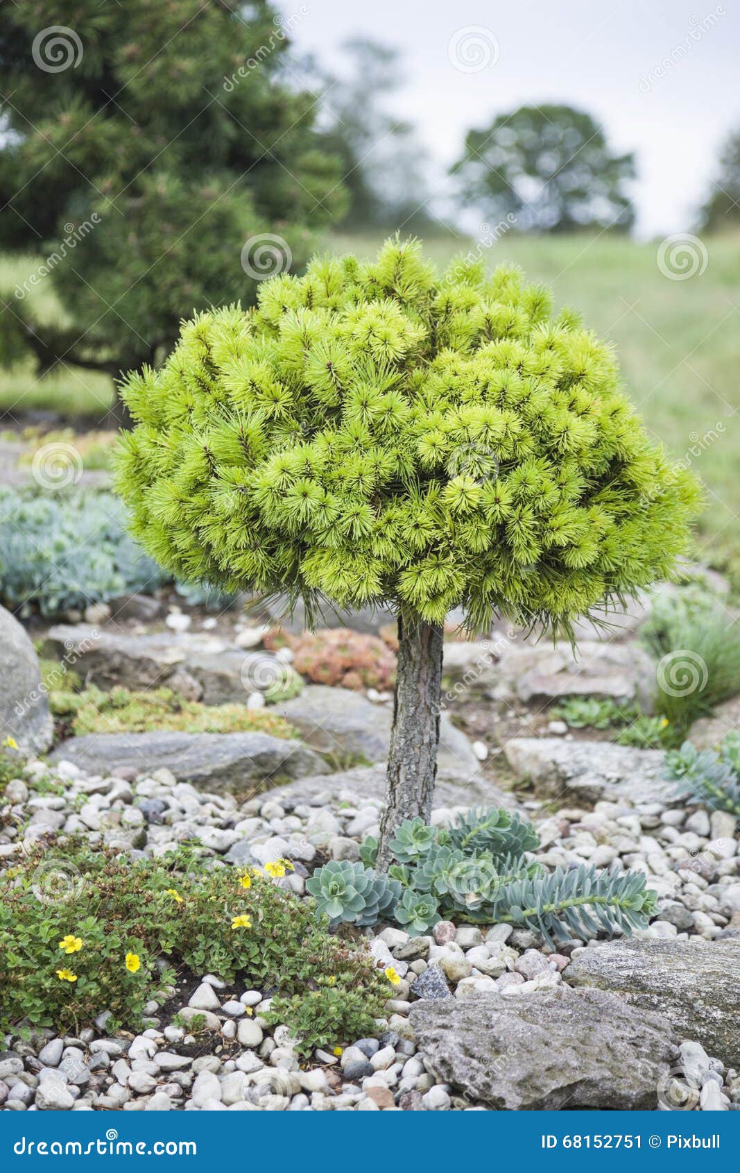 Kleine naaldboom stock afbeelding. Image of tuin, gazon - 68152751