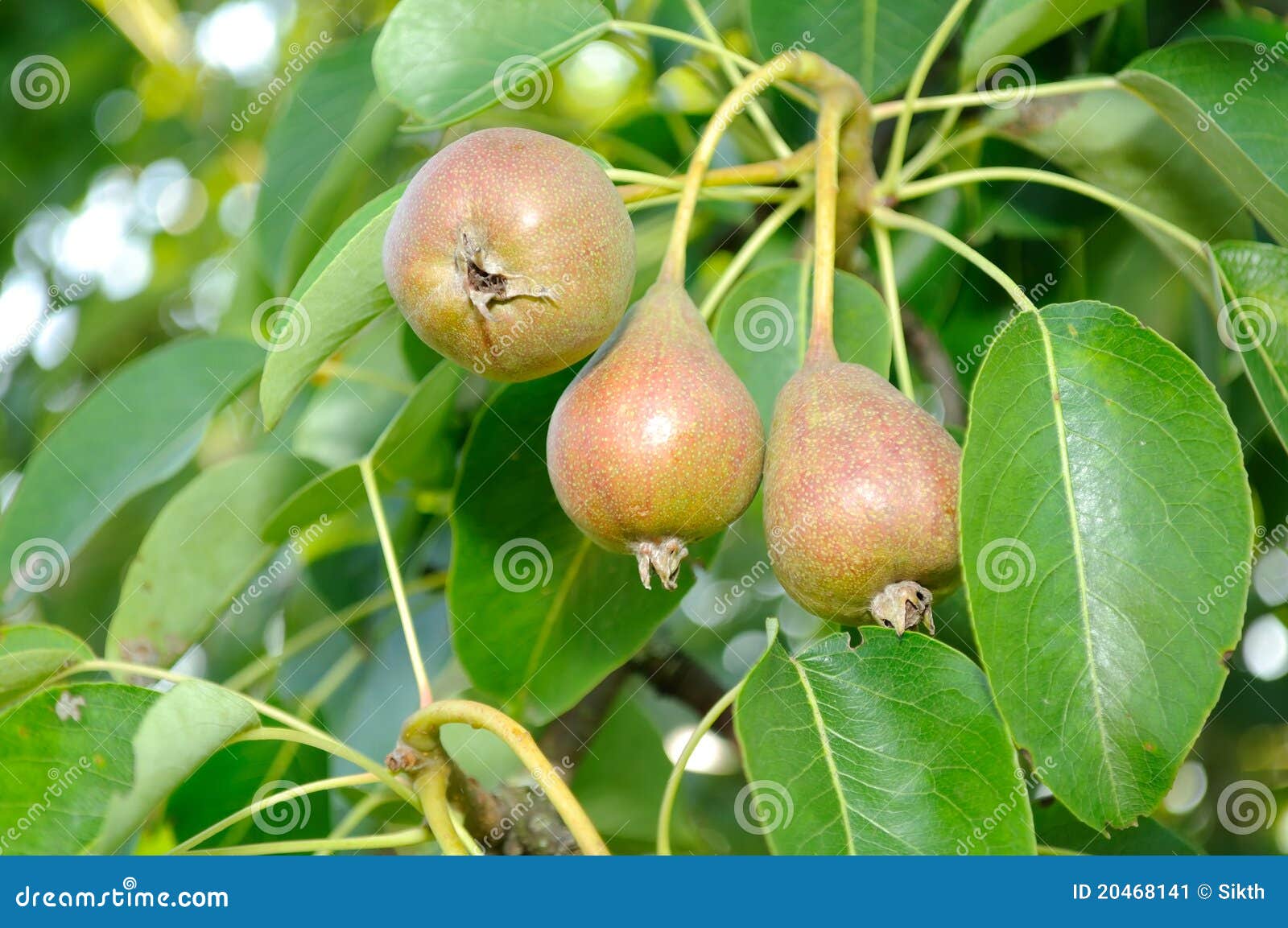 Kleine Peren op Boom stock afbeelding. Image of tuinbouw - 20468141