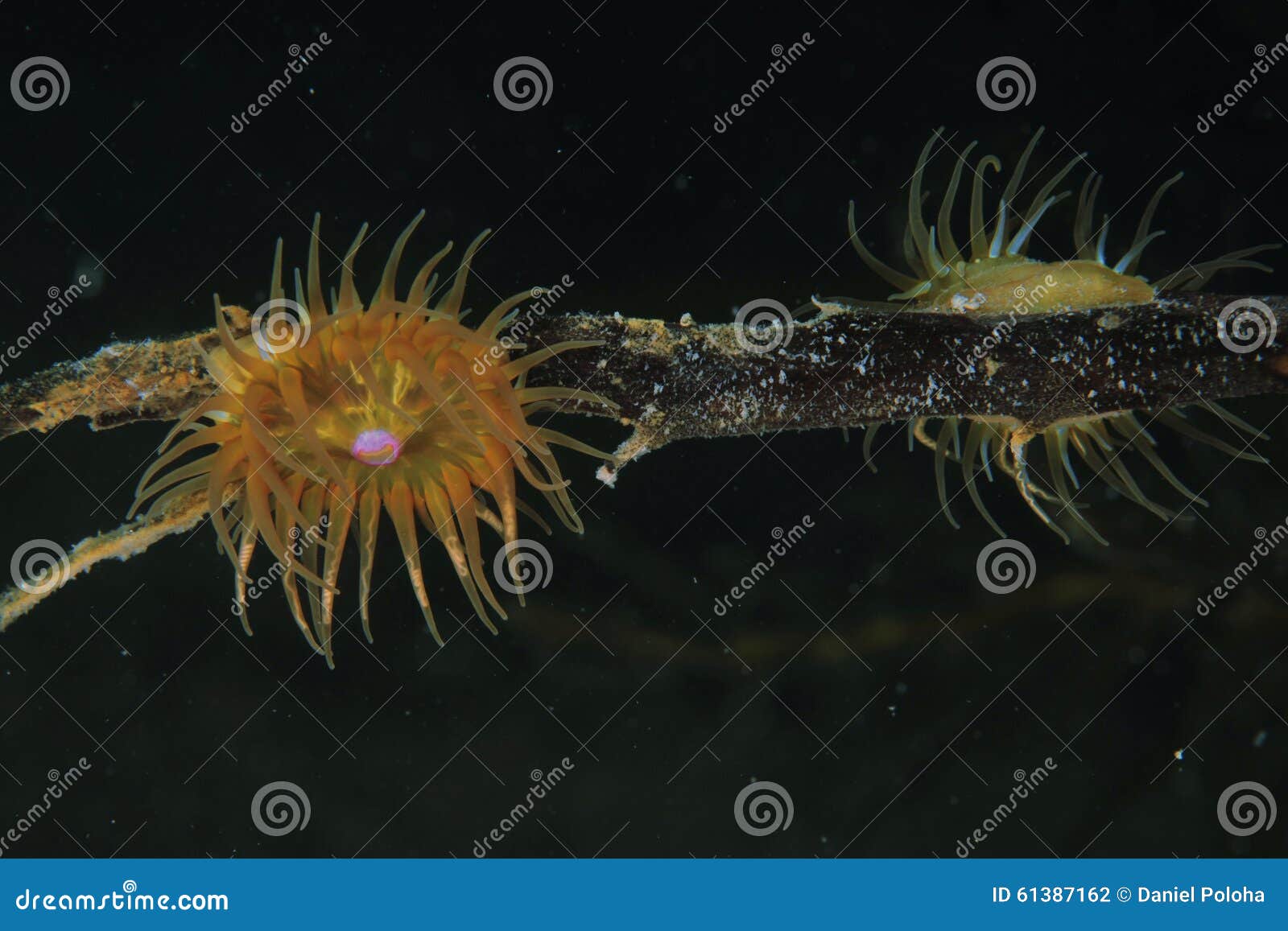 Kleine Polypen stockfoto. Bild von polypen, opfer, ozean - 61387162