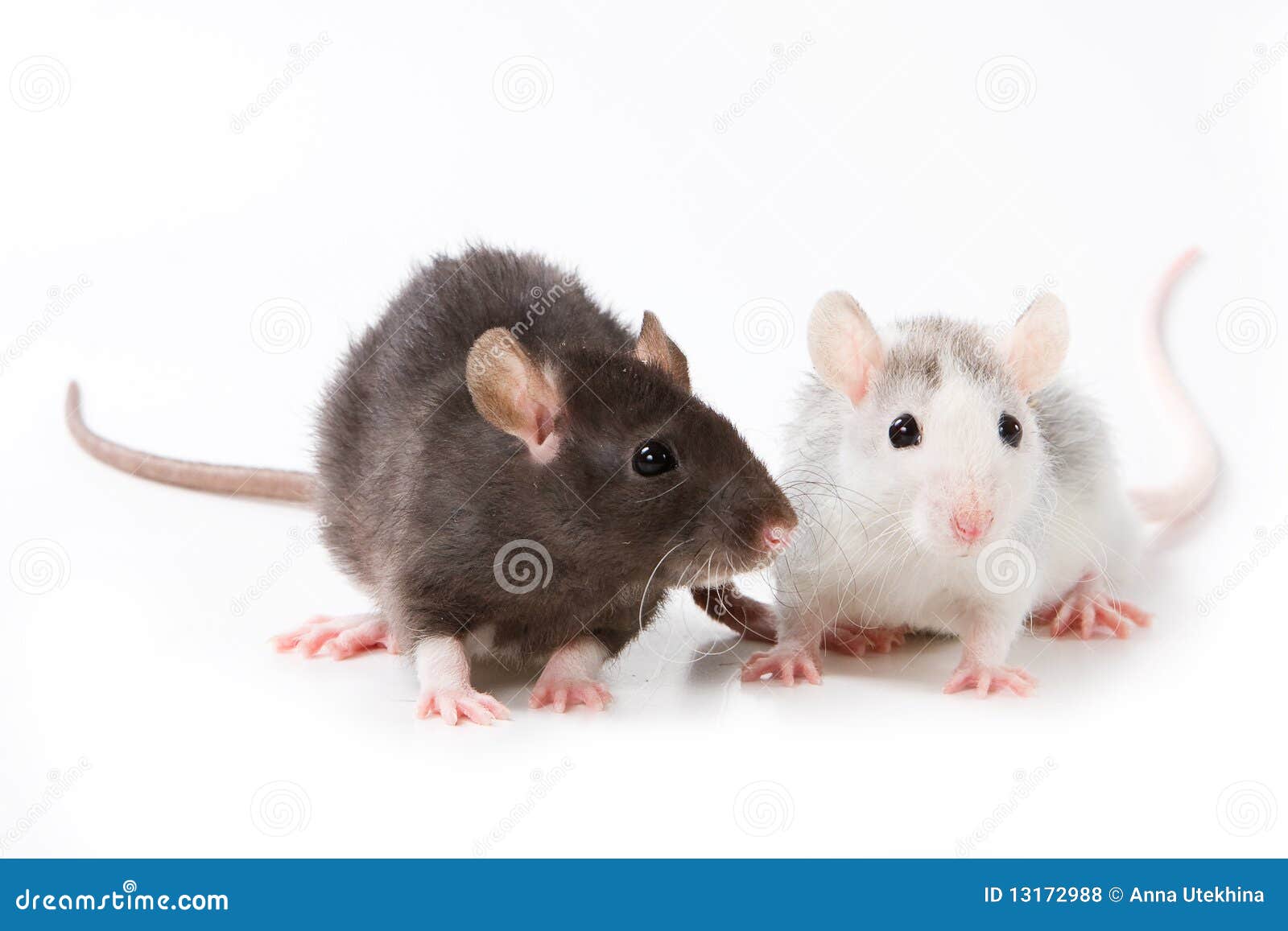 Kleine Ratte stockfoto. Bild von kamera, ansicht, haustier - 13172988
