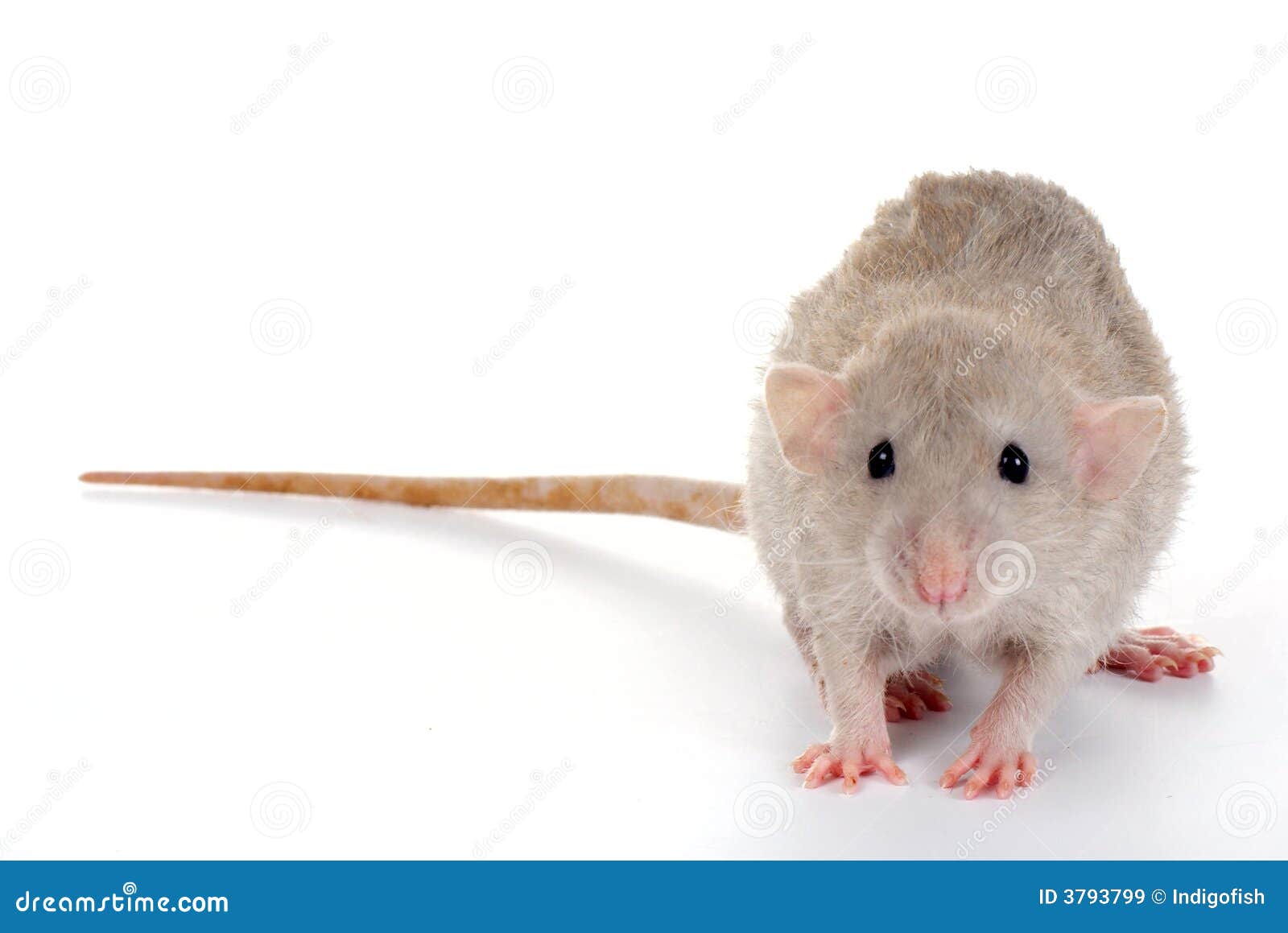 Kleine Ratte Bild. Bild: 3793799