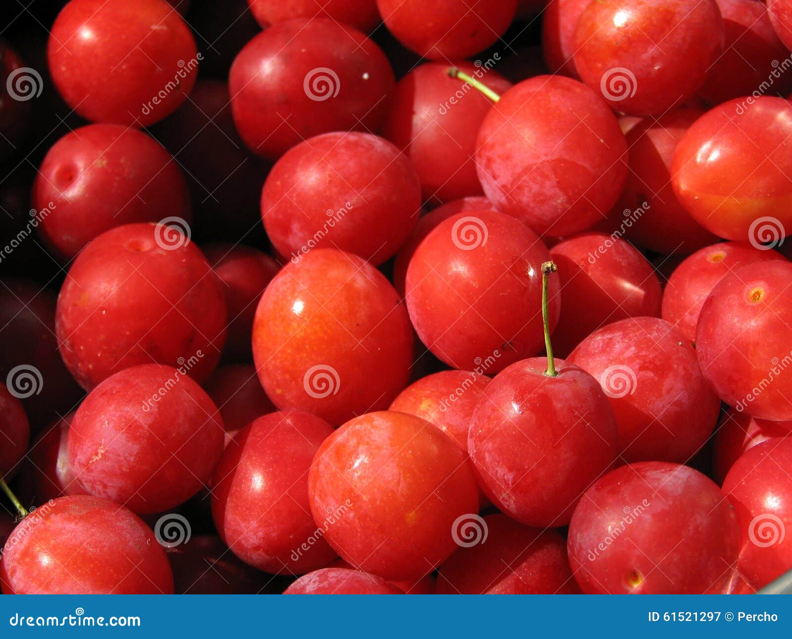 Kleine rode pruimen stock afbeelding. Image of seizoen - 61521297