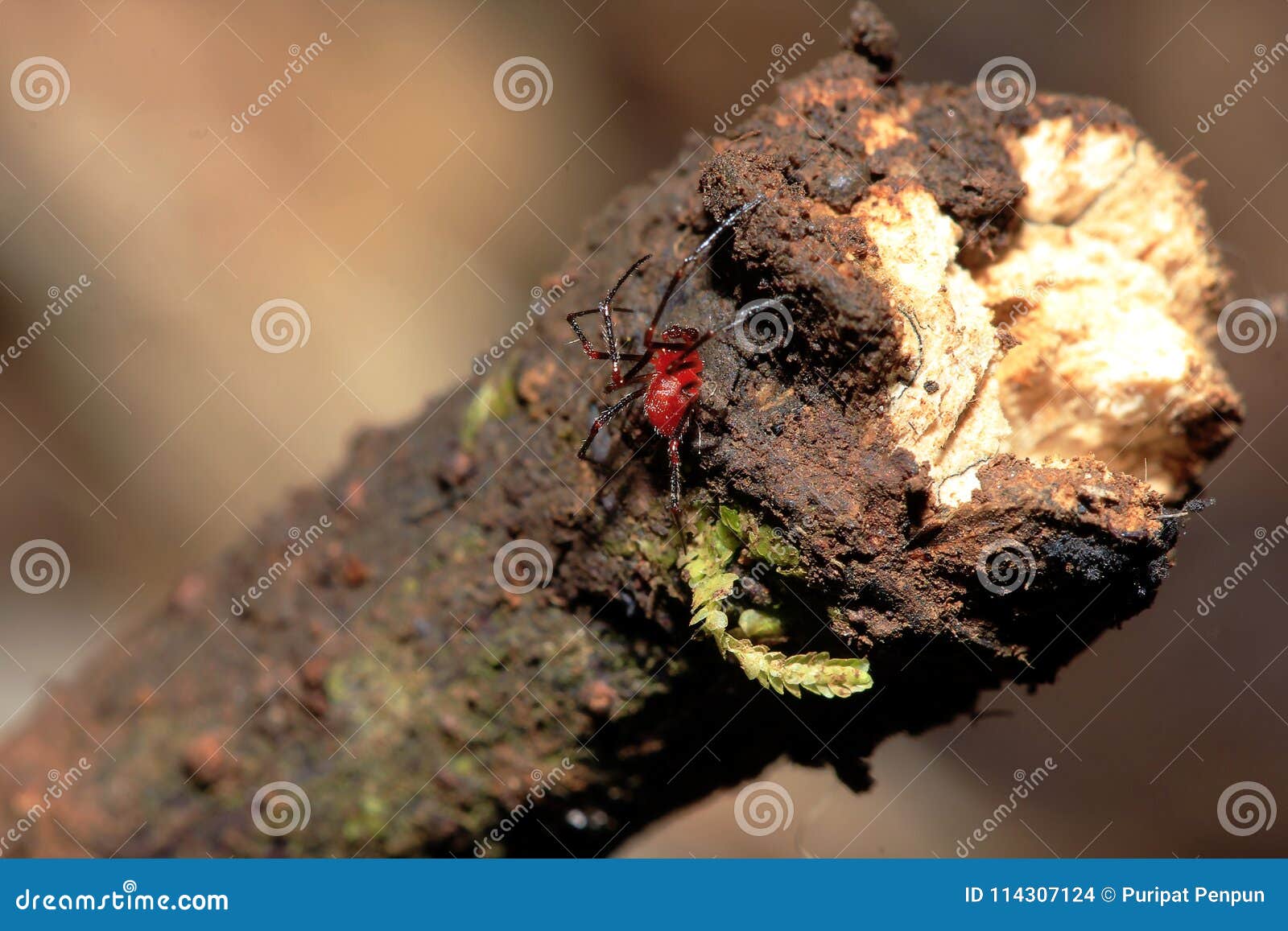 Kleine Rode Spin Op Het Eind Van Takken Stock Foto - Image of engheid ...