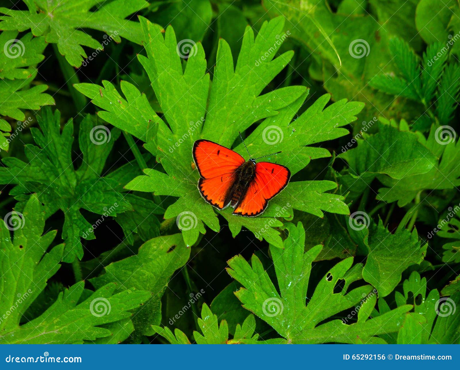 Kleine Rode Vlinder Op Gras Stock Foto - Image of vlinder, open: 65292156