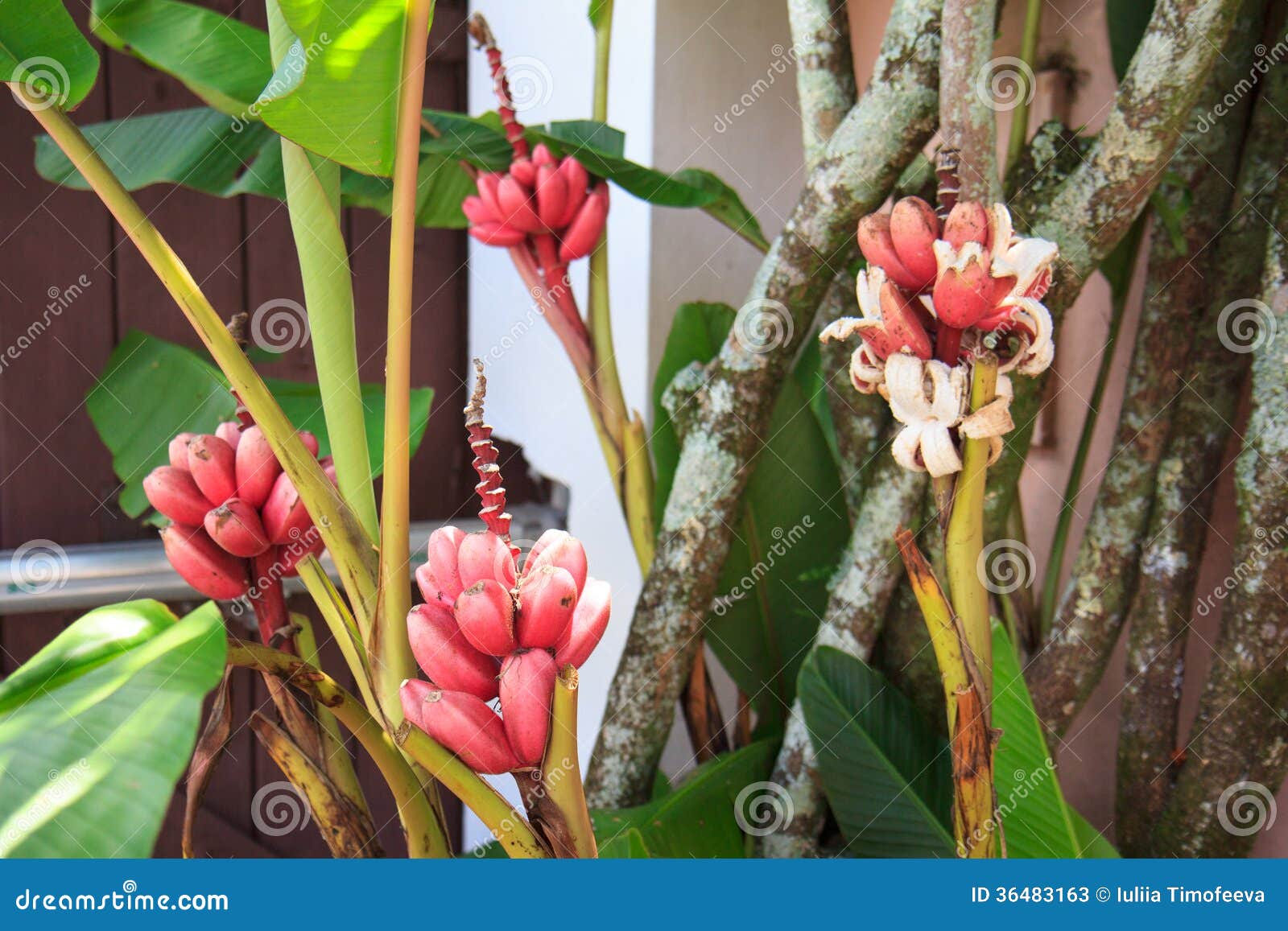 Kleine Rote Bananen Auf Baum Stockbild - Bild von wachstum, banane ...