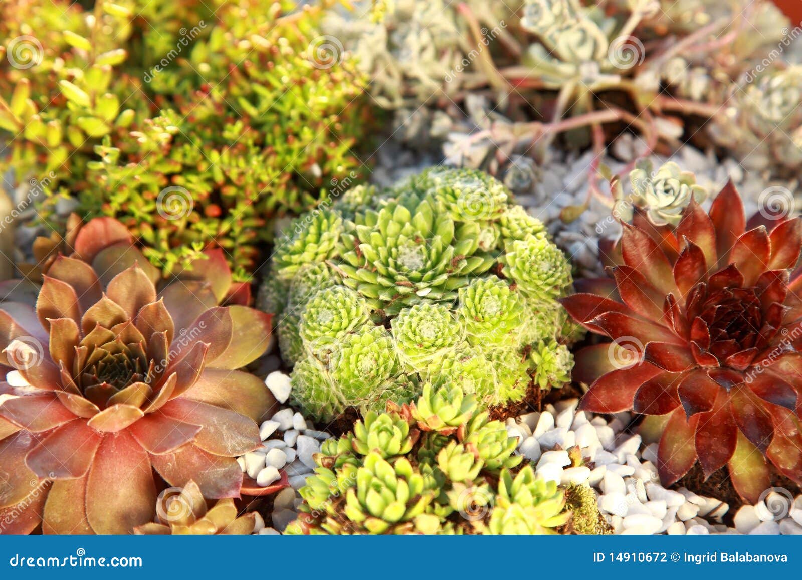 Kleine rotstuin stock foto. Image of buiten, rotsachtig - 14910672