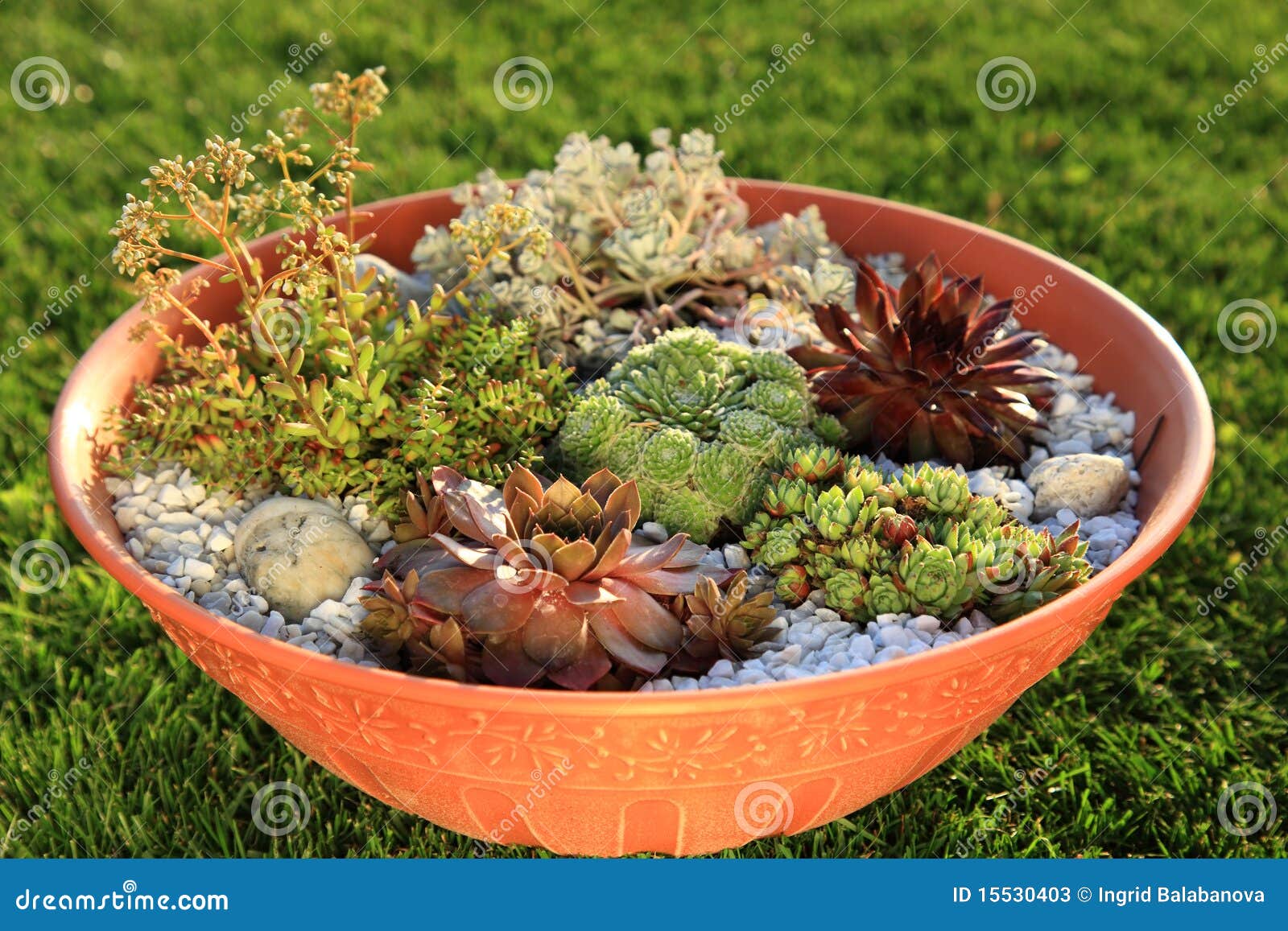 Kleine rotstuin stock afbeelding. Image of bloei, alpien - 15530403