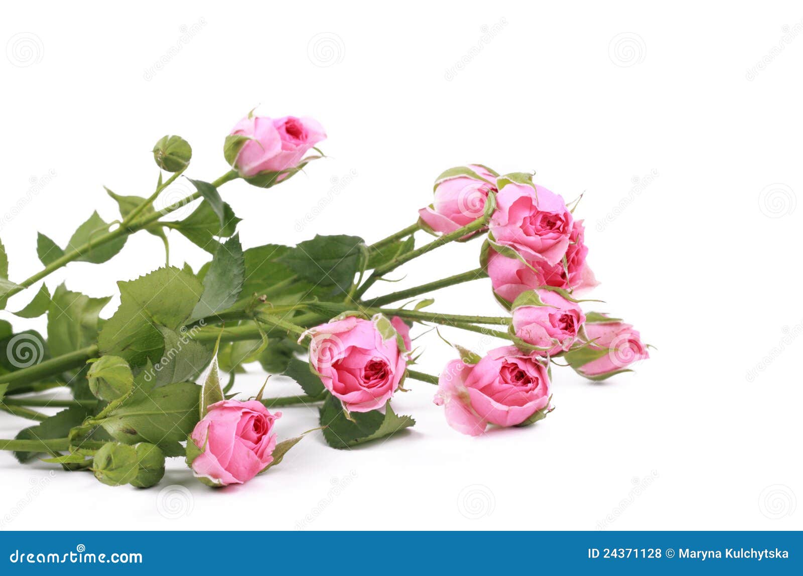 Kleine rozen stock foto. Image of bloem, plaats, viering - 24371128