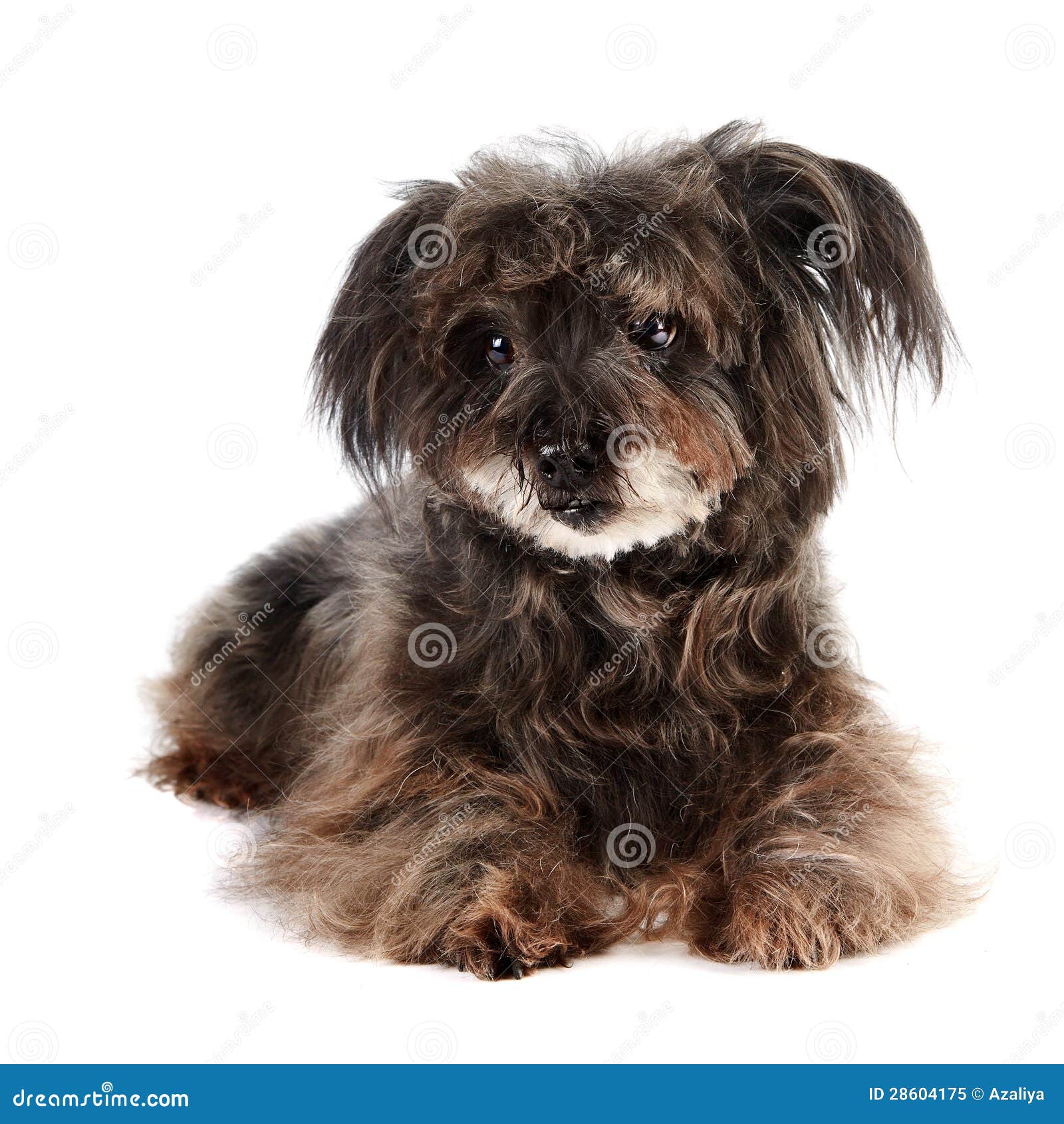 Kleine ruwharige bastaard stock afbeelding. Image of baby - 28604175