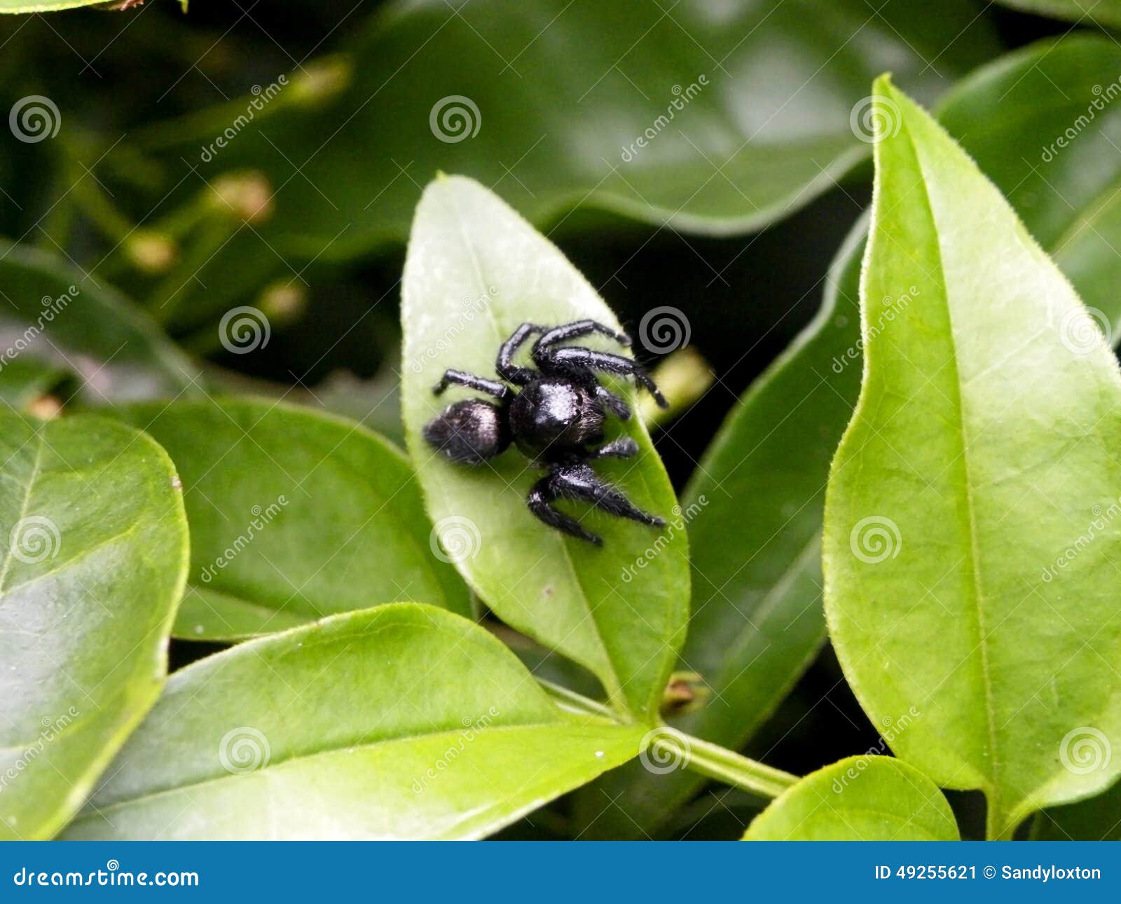 Kleine Schwarze Springende Spinne Stockbild - Bild von insekte, afrika ...
