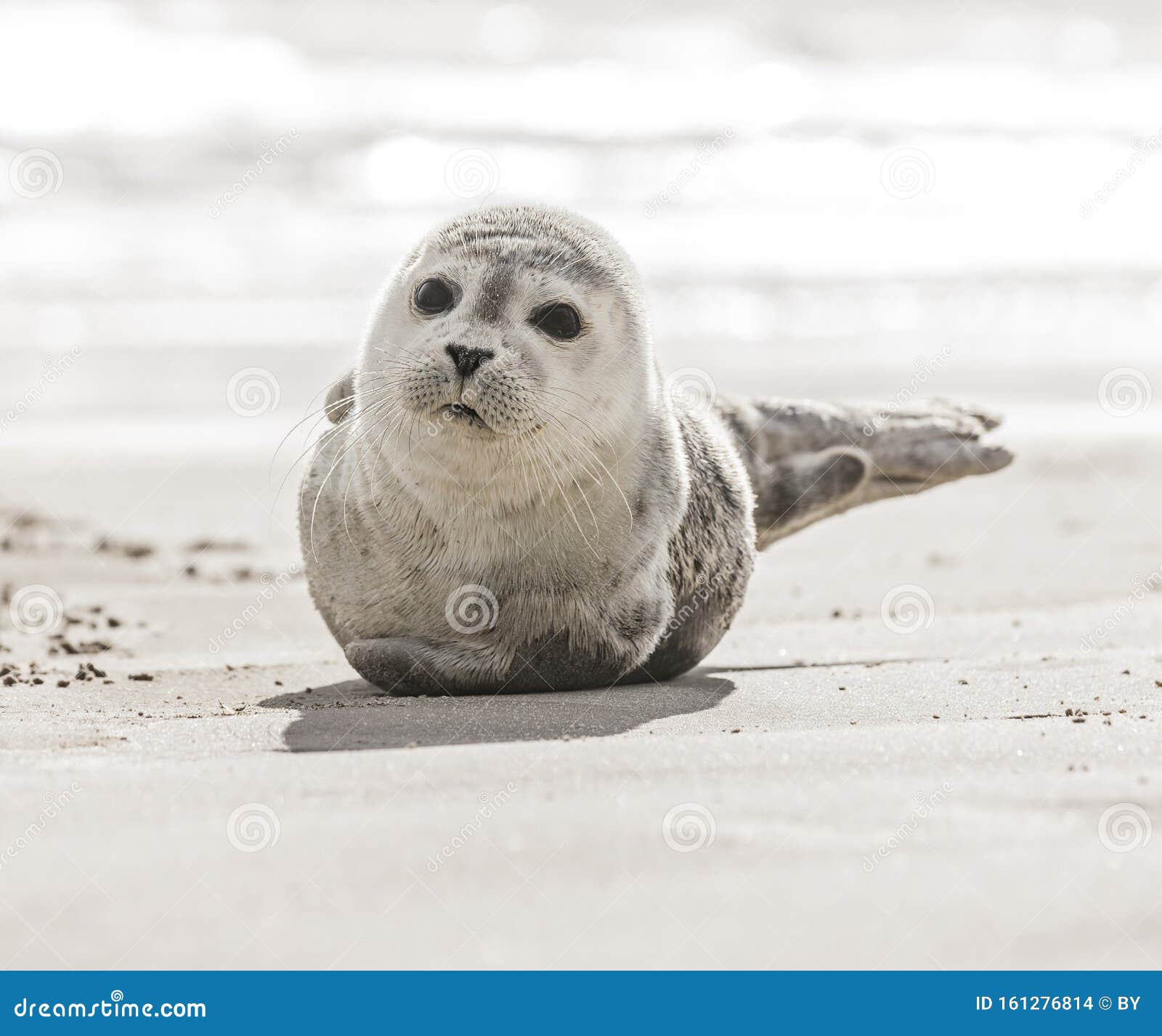 Kleine Seehunde am Strand stockfoto. Bild von lustig - 161276814