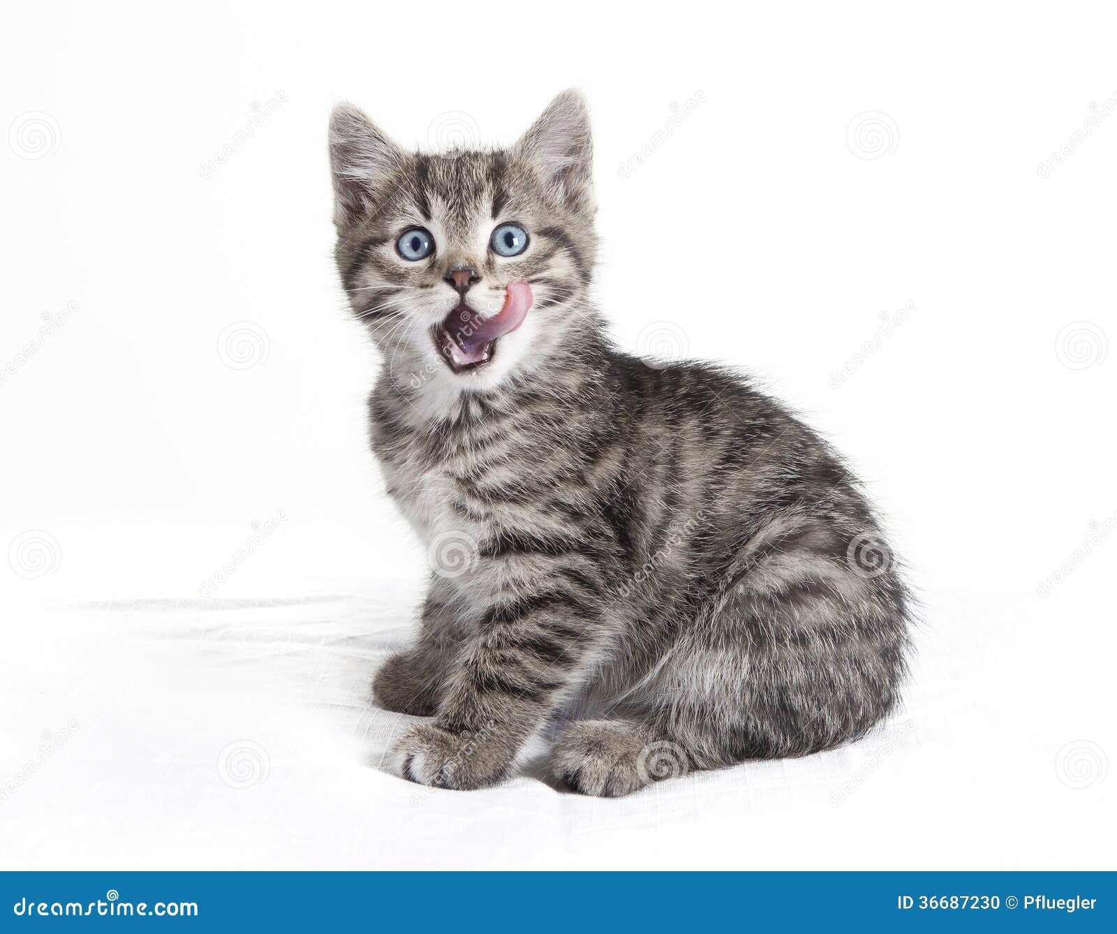 Kleine sitzende Katze stockfoto. Bild von haustier, porträt - 36687230