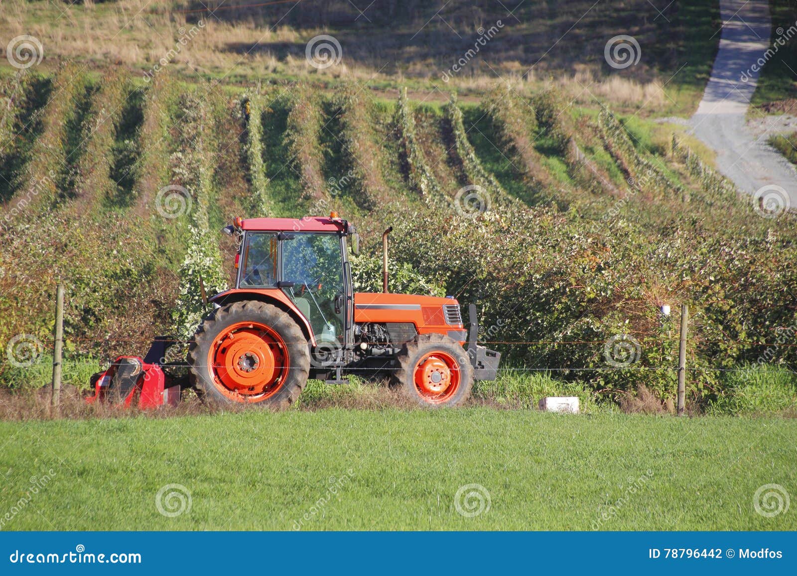 Kleine Tractor Voor Berry Farm Stock Foto - Image of toegankelijkheid ...