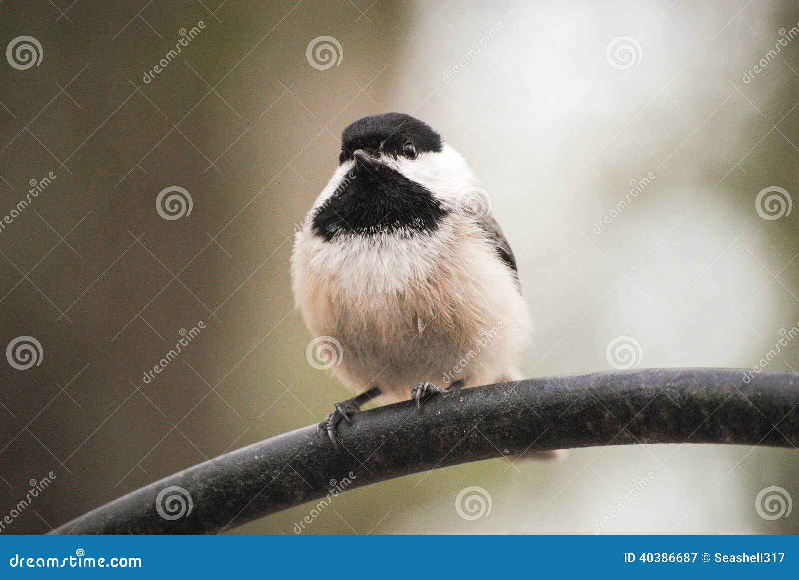 Kleine vink stock afbeelding. Image of vleugels, klein - 40386687