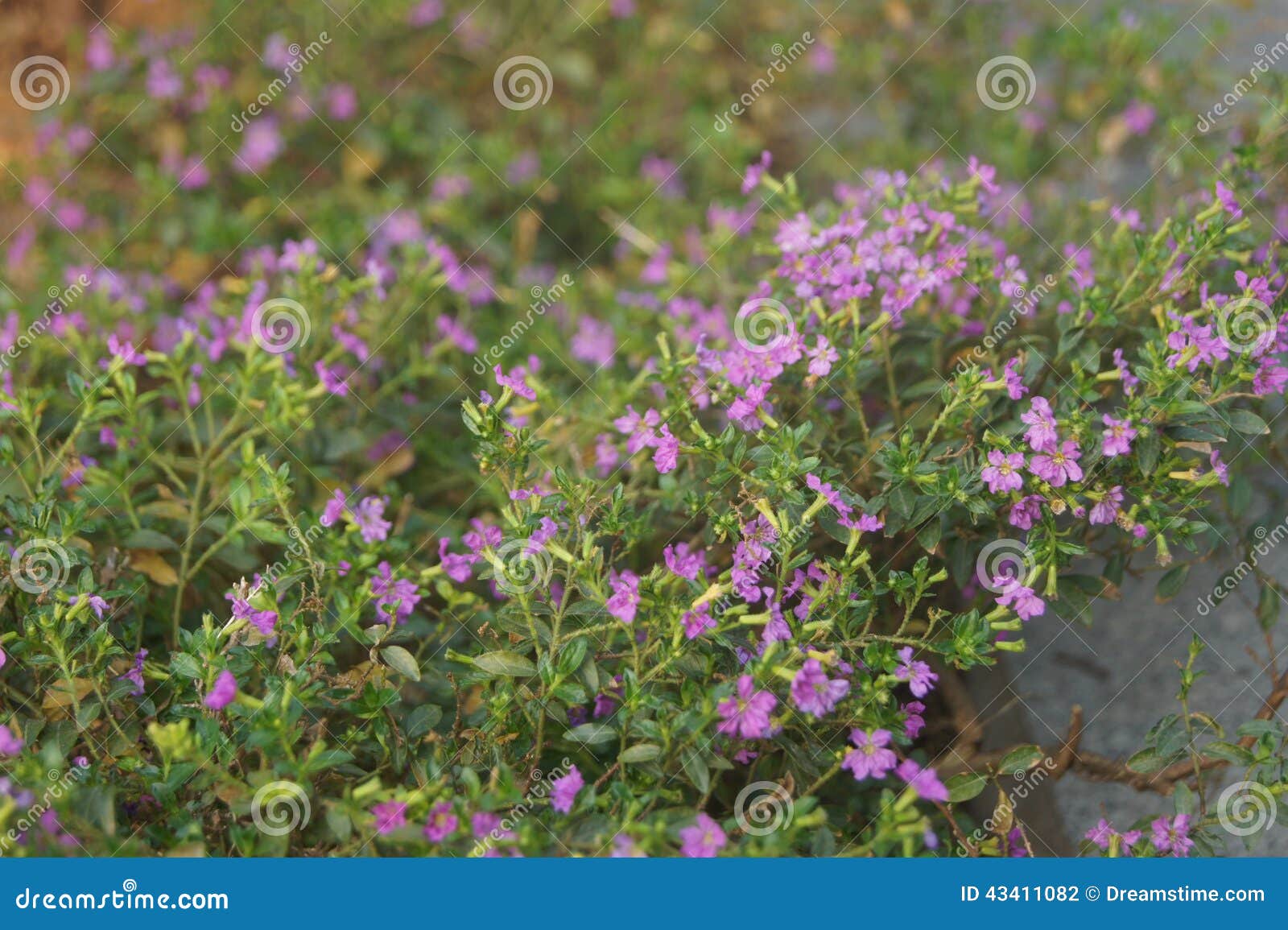 Kleine violette Blumen stockfoto. Bild von gras, blume - 43411082