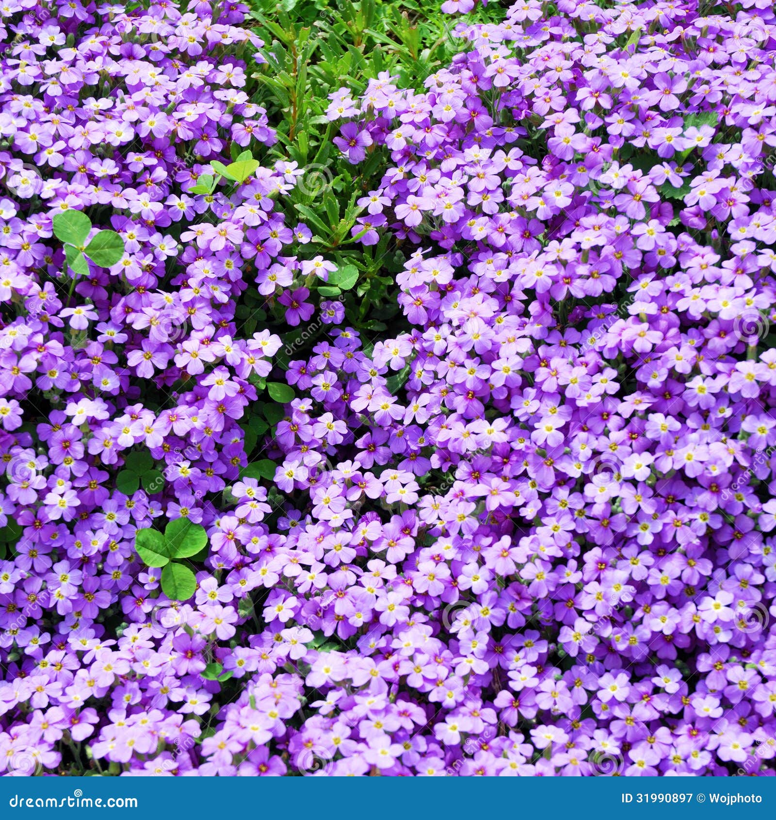 Kleine Violette Blumen Mit Dreiblattklee Stockbild - Bild von lebhaft ...