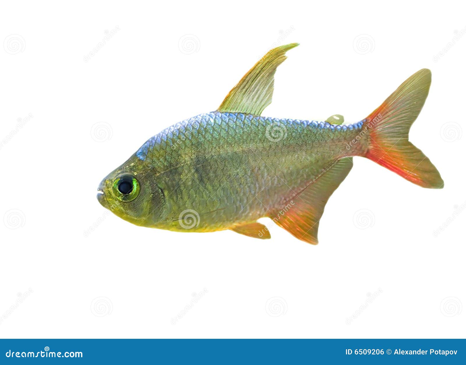 Kleine vissen met rode vin stock foto. Image of bereid - 6509206