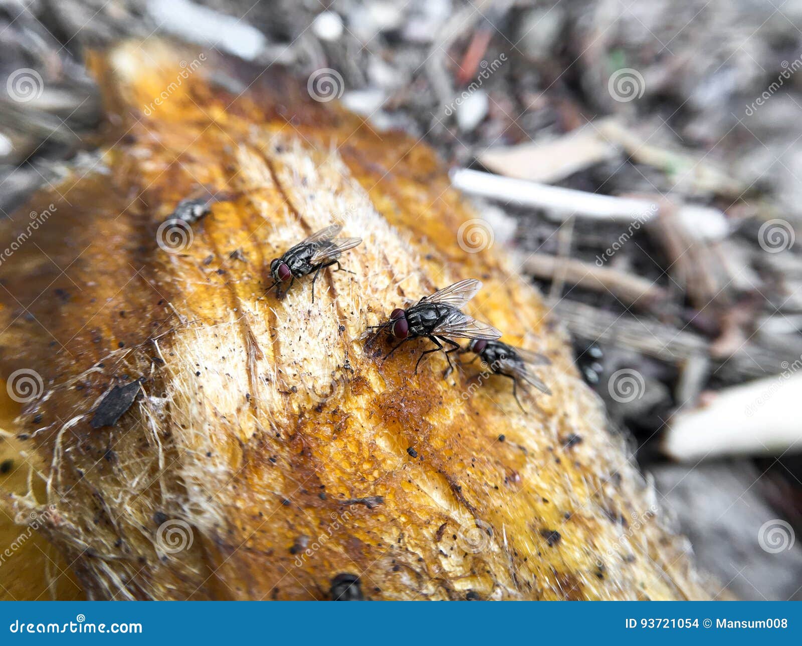 Kleine vlieg op mangozaad stock foto. Image of sluit - 93721054