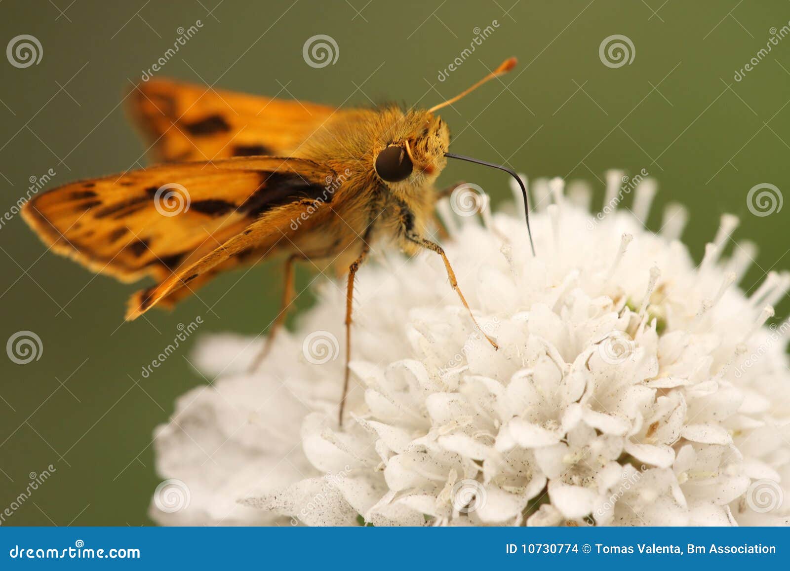 Kleine vlinder stock foto. Image of kleurrijk, macro - 10730774