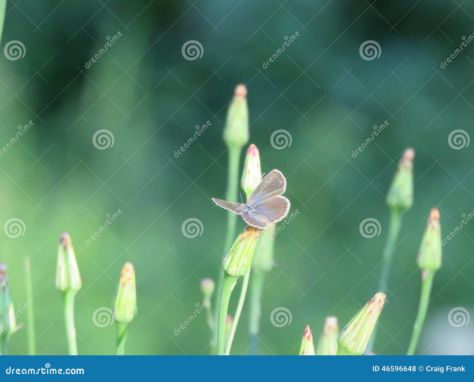 Kleine Vlinder Op Een Installatie Stock Foto - Image of klein, zitting ...