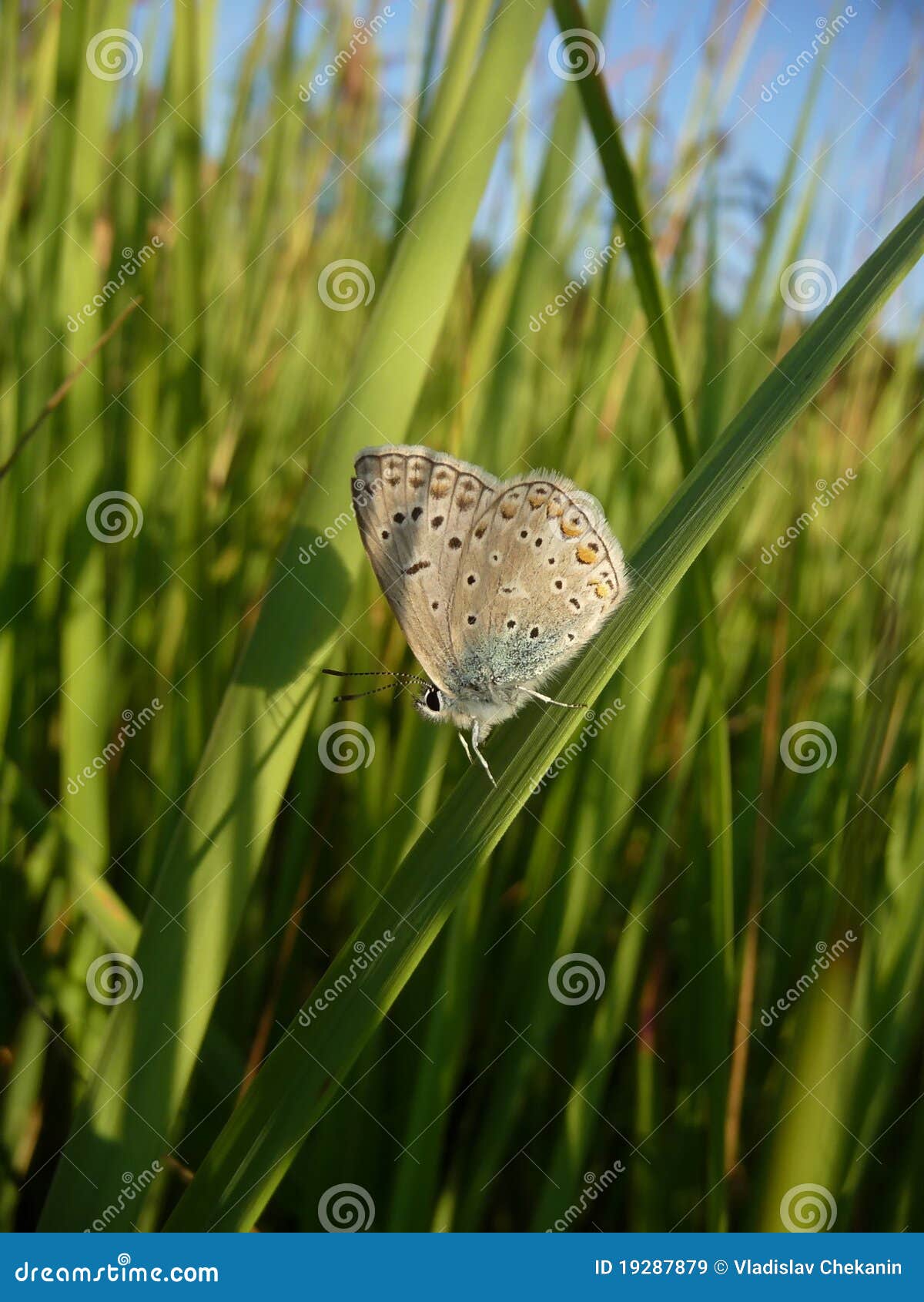 Kleine vlinder op gras stock afbeelding. Image of gebied - 19287879