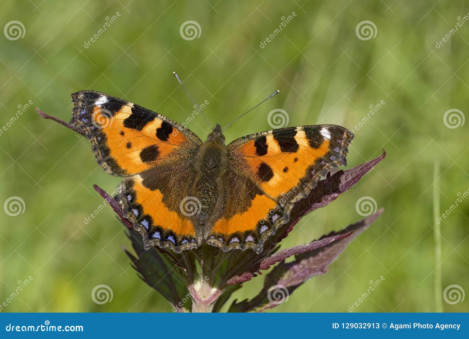 Tortoiseshell Holland Lop Baby Rabbit Sit On Mat Royalty-Free Stock ...