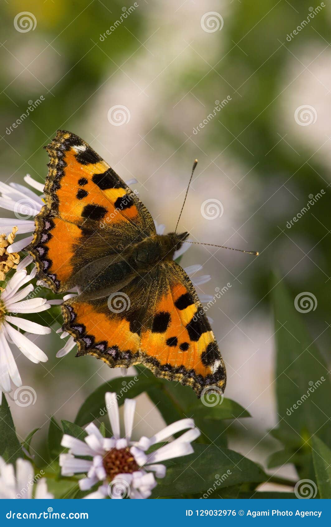 Tortoiseshell Holland Lop Baby Rabbit Sit On Mat Royalty-Free Stock ...