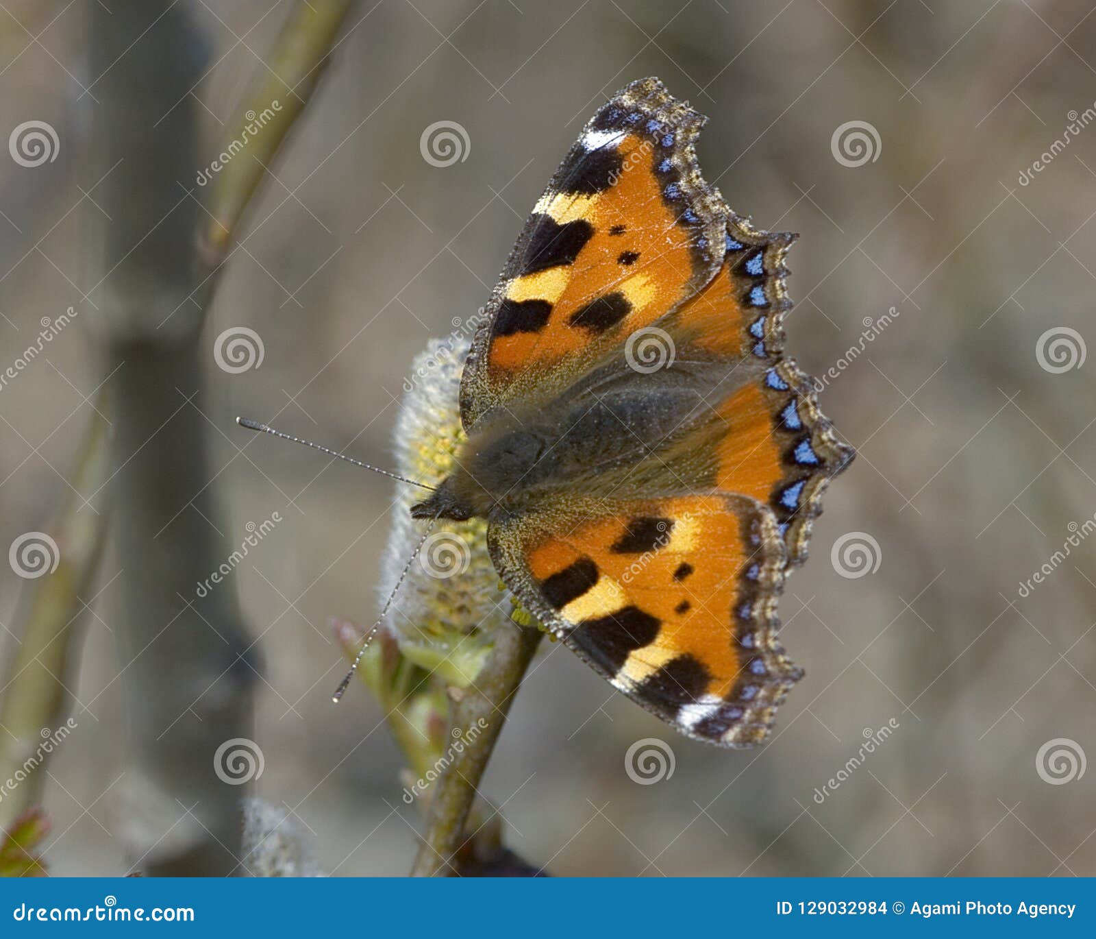 Tortoiseshell Holland Lop Baby Rabbit Sit On Mat Royalty-Free Stock ...