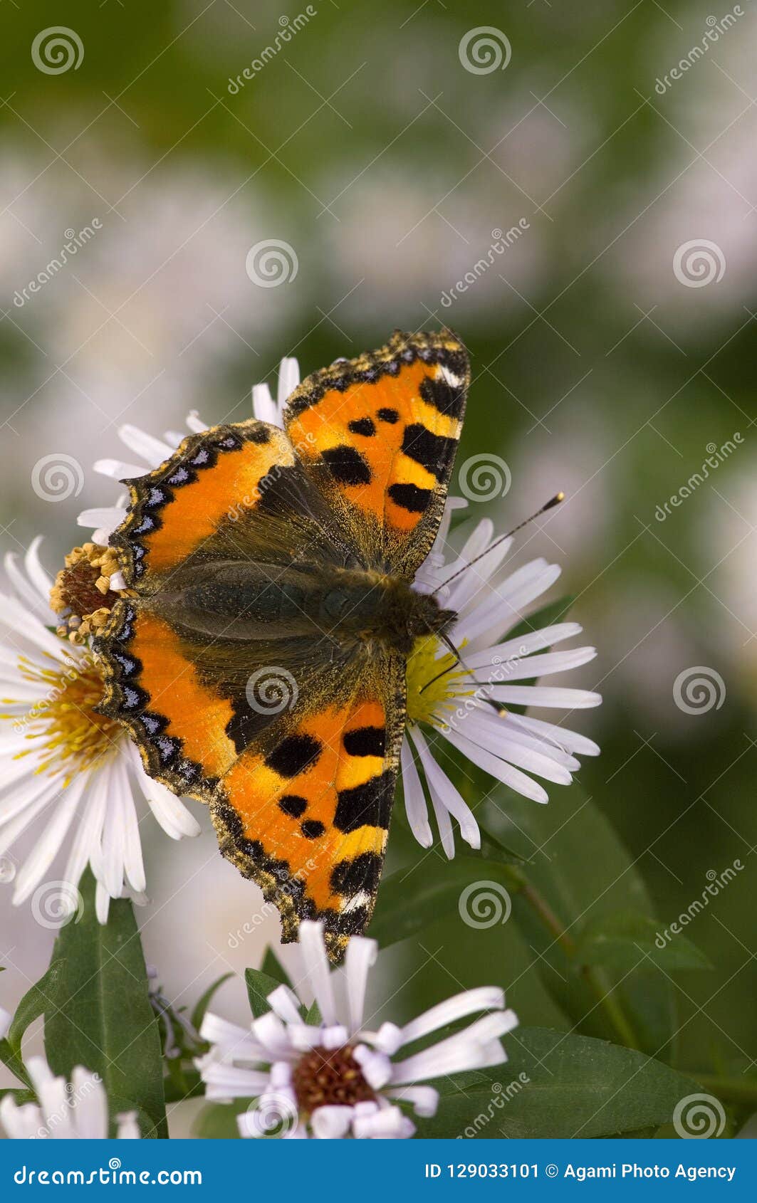 Tortoiseshell Holland Lop Baby Rabbit Sit On Mat Royalty-Free Stock ...