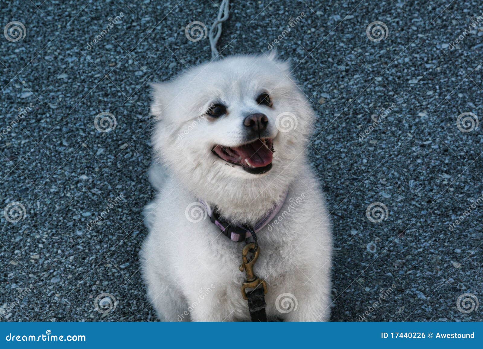 Kleine Vriendschappelijke Witte Hond Stock Foto - Image of huisdier ...