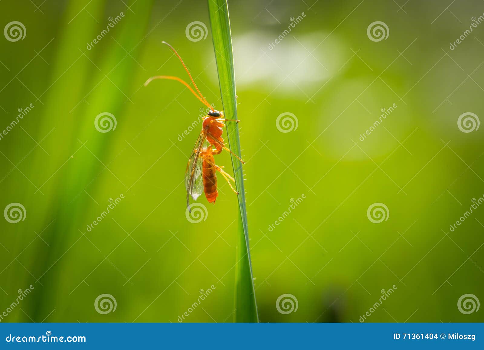 Kleine Wanze, Die Auf Anlage Sitzt Stockfoto - Bild von hintergrund ...
