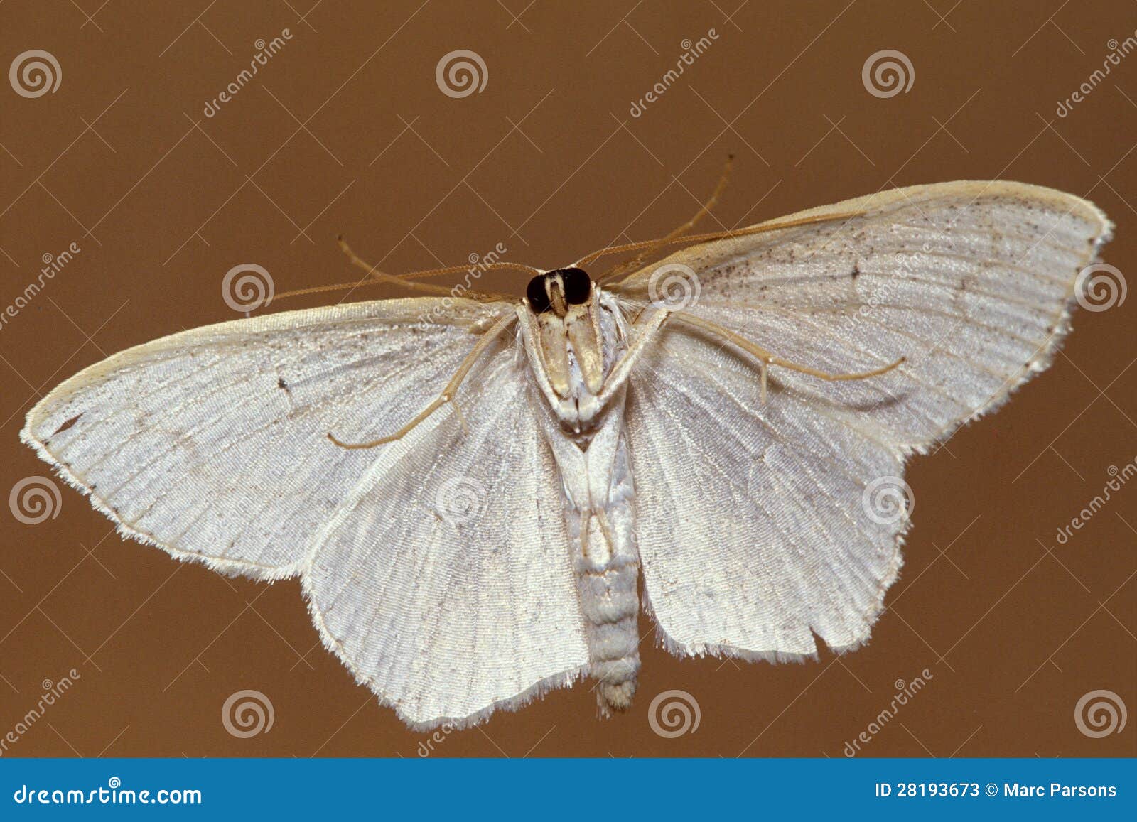 Kleine Weiße Motten-Unterseite Stockbild - Bild von insekte, fliege ...