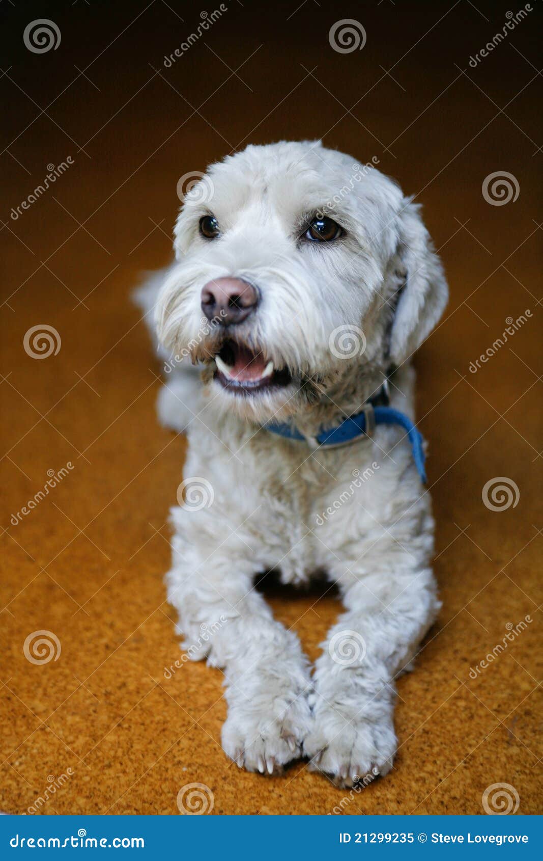 Kleine Witte Hond stock afbeelding. Image of zoogdier - 21299235