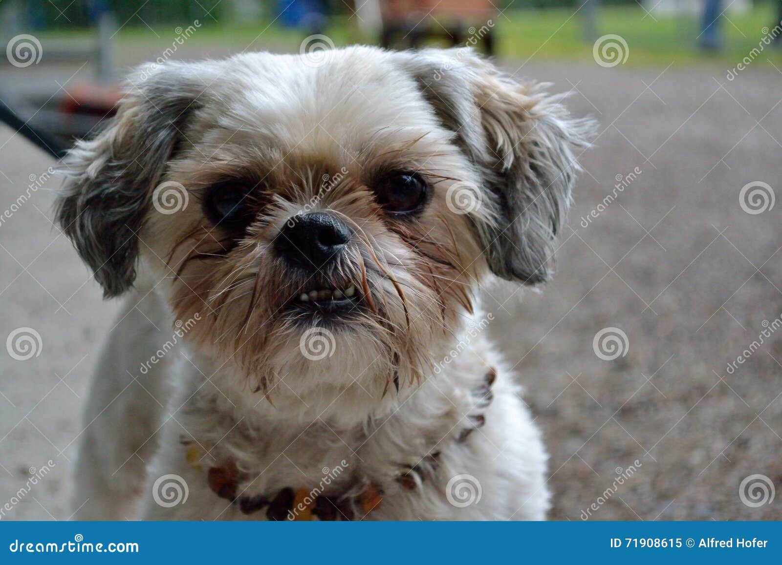 Kleine Witte Hond - Portret Stock Afbeelding - Image of dier ...