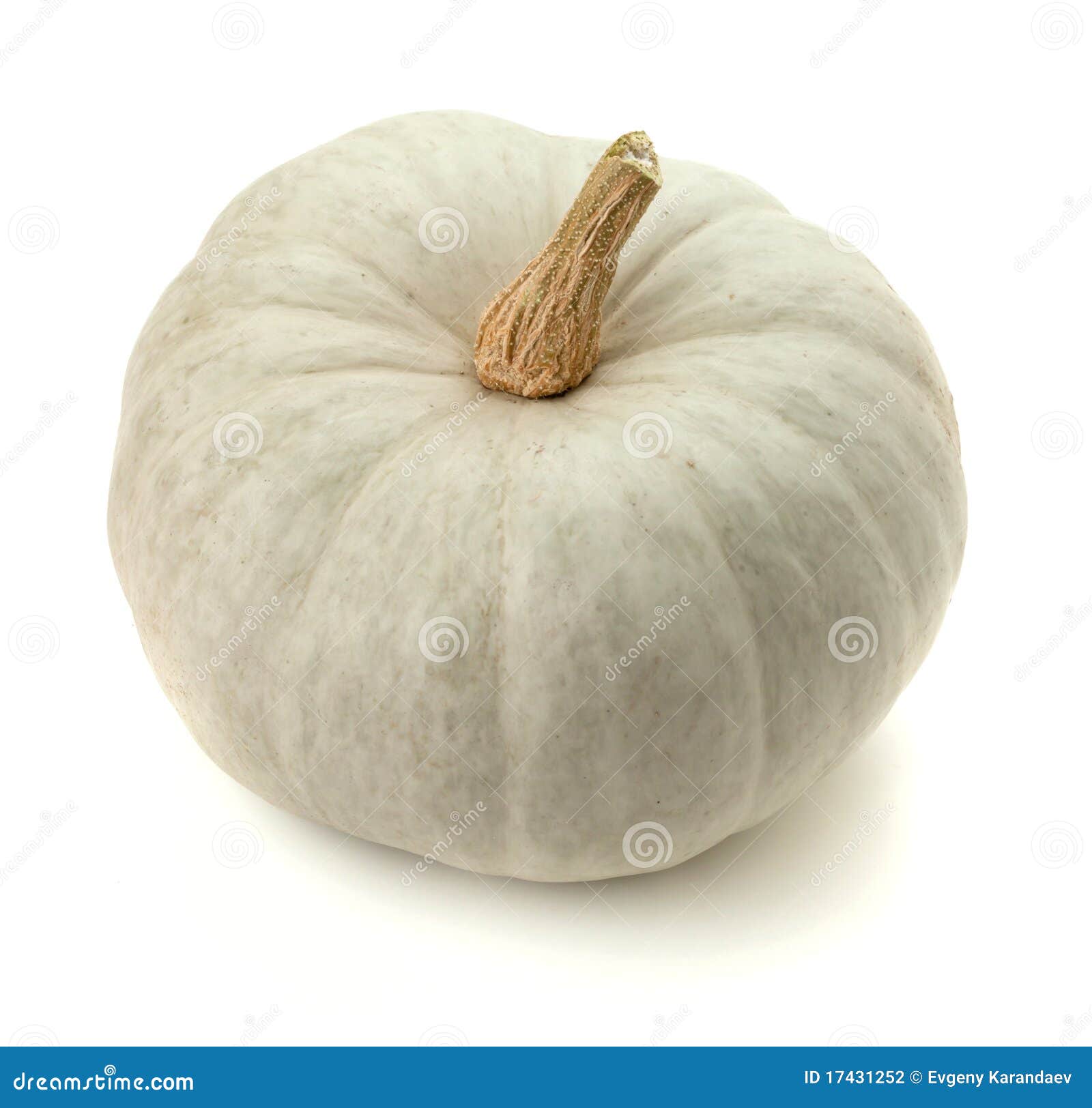 Kleine witte pompoen stock foto. Image of oogst, pompoen - 17431252