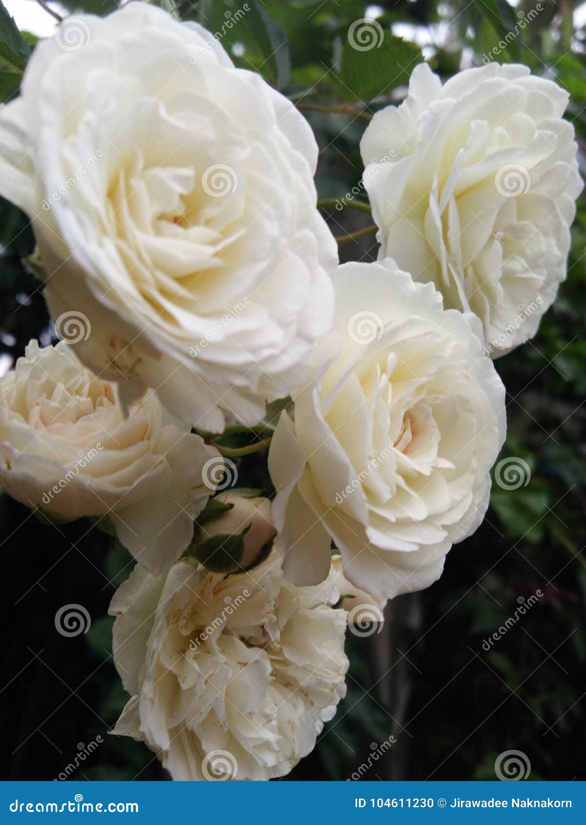 Kleine Witte Rozen stock foto. Image of bloeien, rozen - 104611230