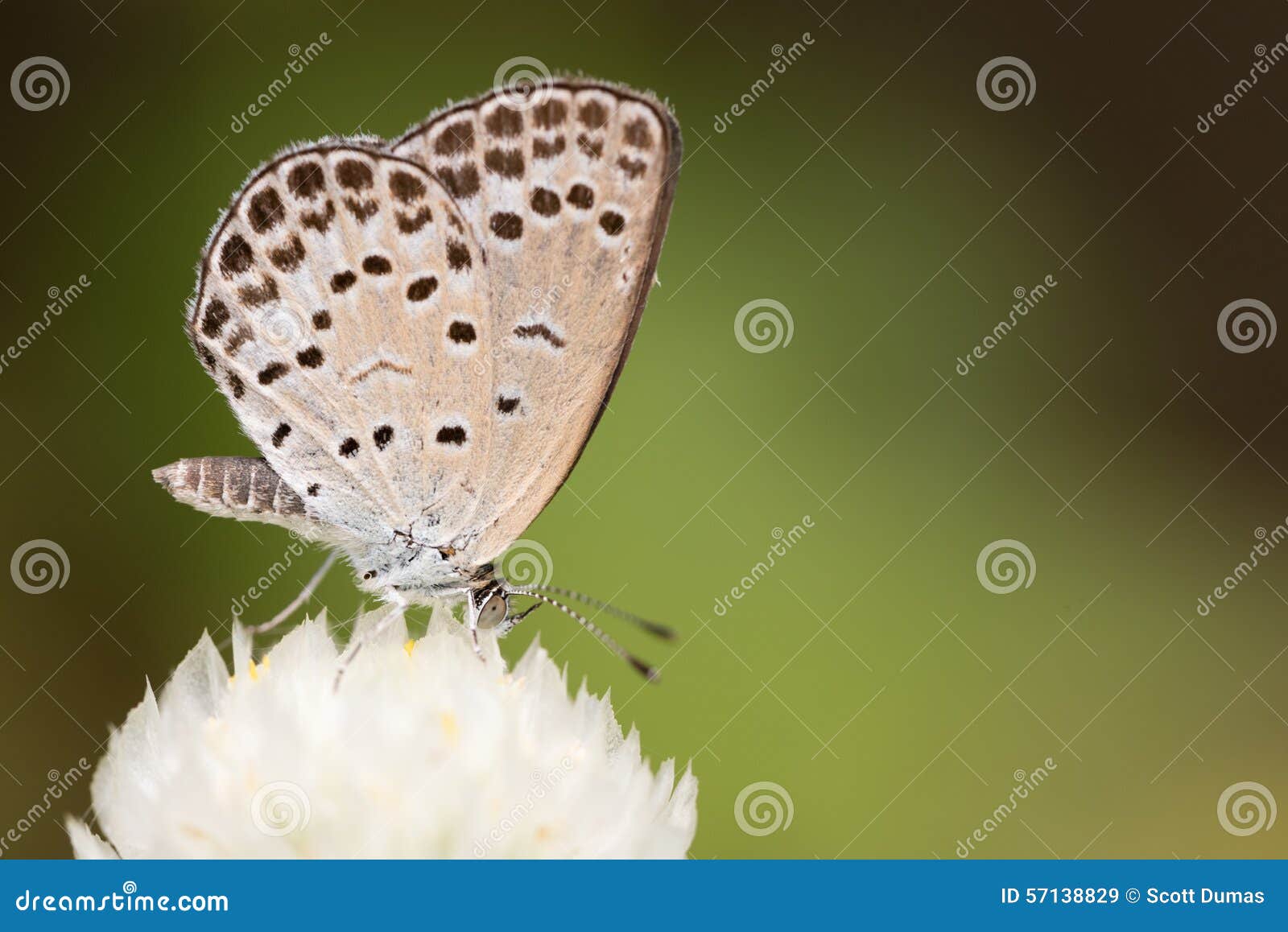 Kleine Witte Vlinder Op Witte Bloem Stock Afbeelding - Image of gras ...