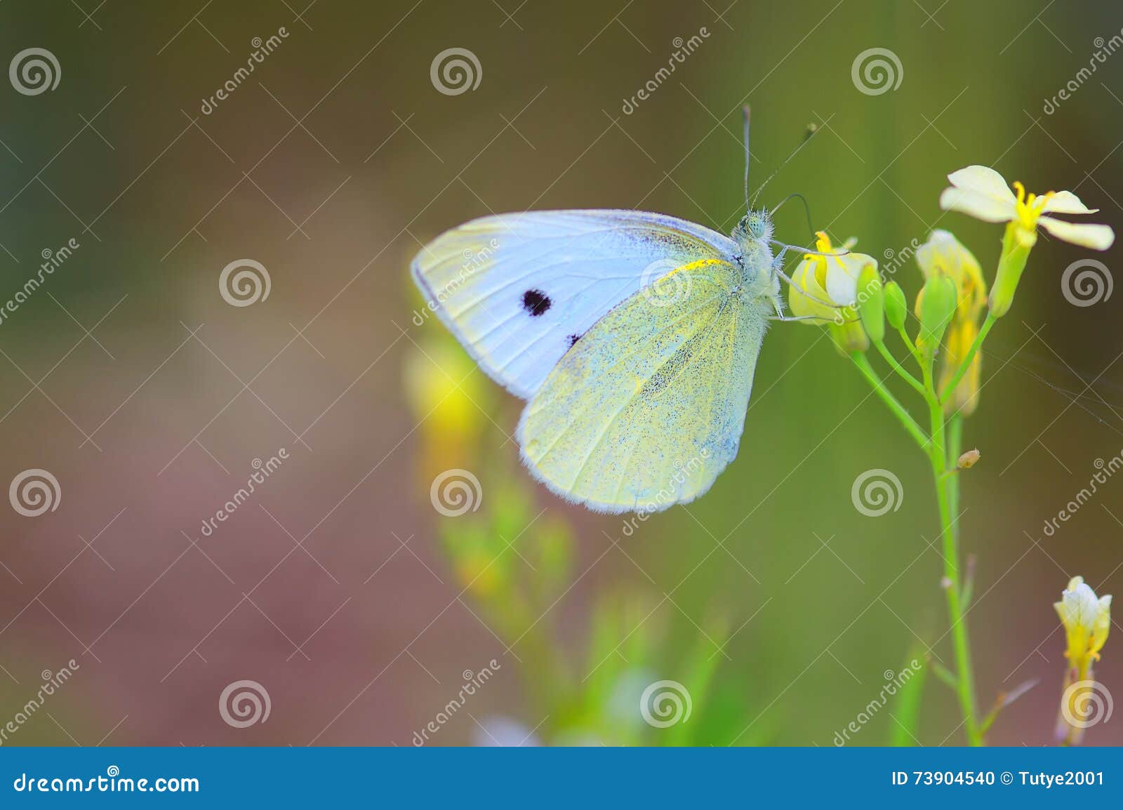 Kleine Witte Vlinder & X28; Pieris Rapae& X29; Stock Foto - Image of ...