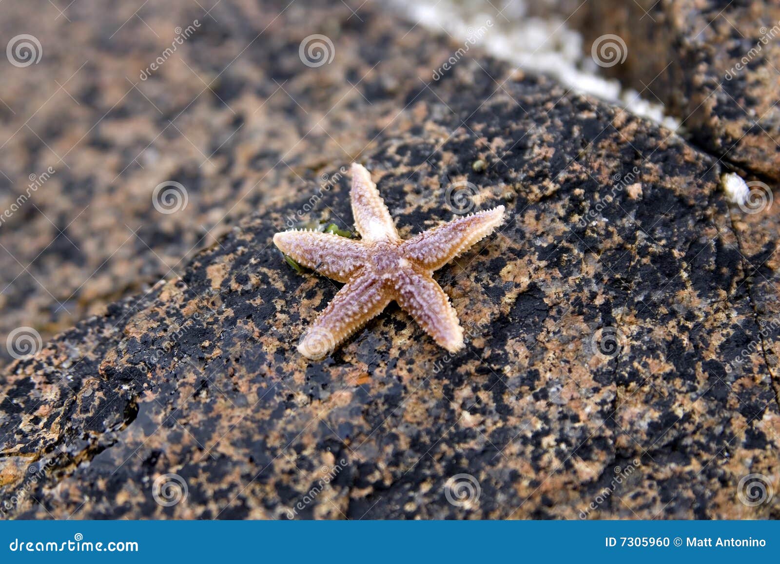 Kleine zeester stock foto. Image of biologie, oceaan, kust - 7305960